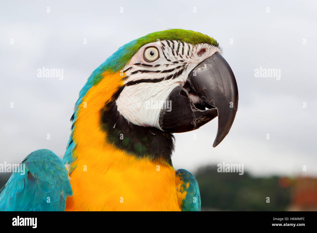 Blue and yellow parrot with white eyes at outside Stock Photo - Alamy