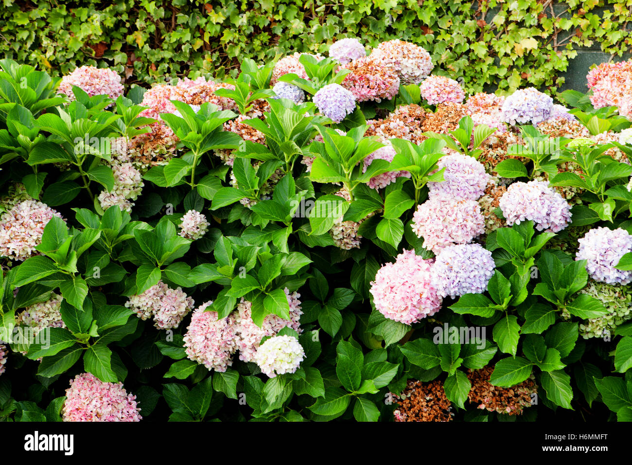 Big hydrangea plant with many flowers Stock Photo - Alamy
