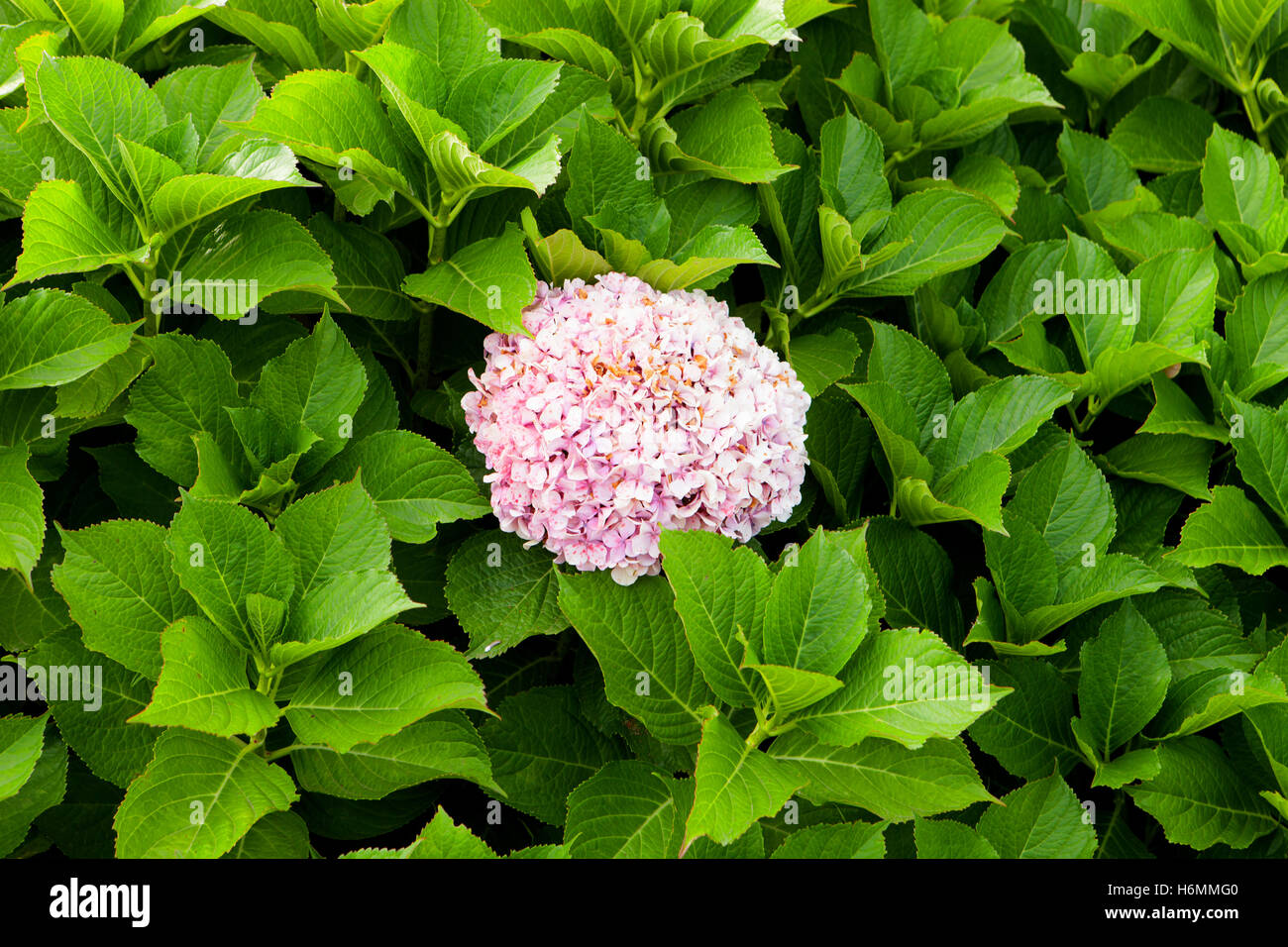Beautiful hydrangea plant with pink flowers Stock Photo - Alamy