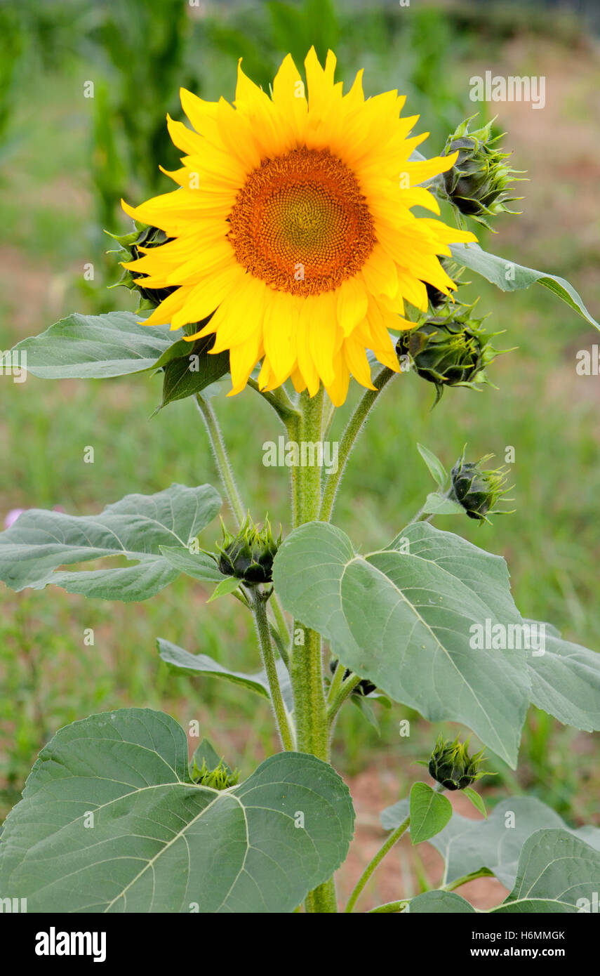 Standing tall sunflower with a bright yellow in their natural ...