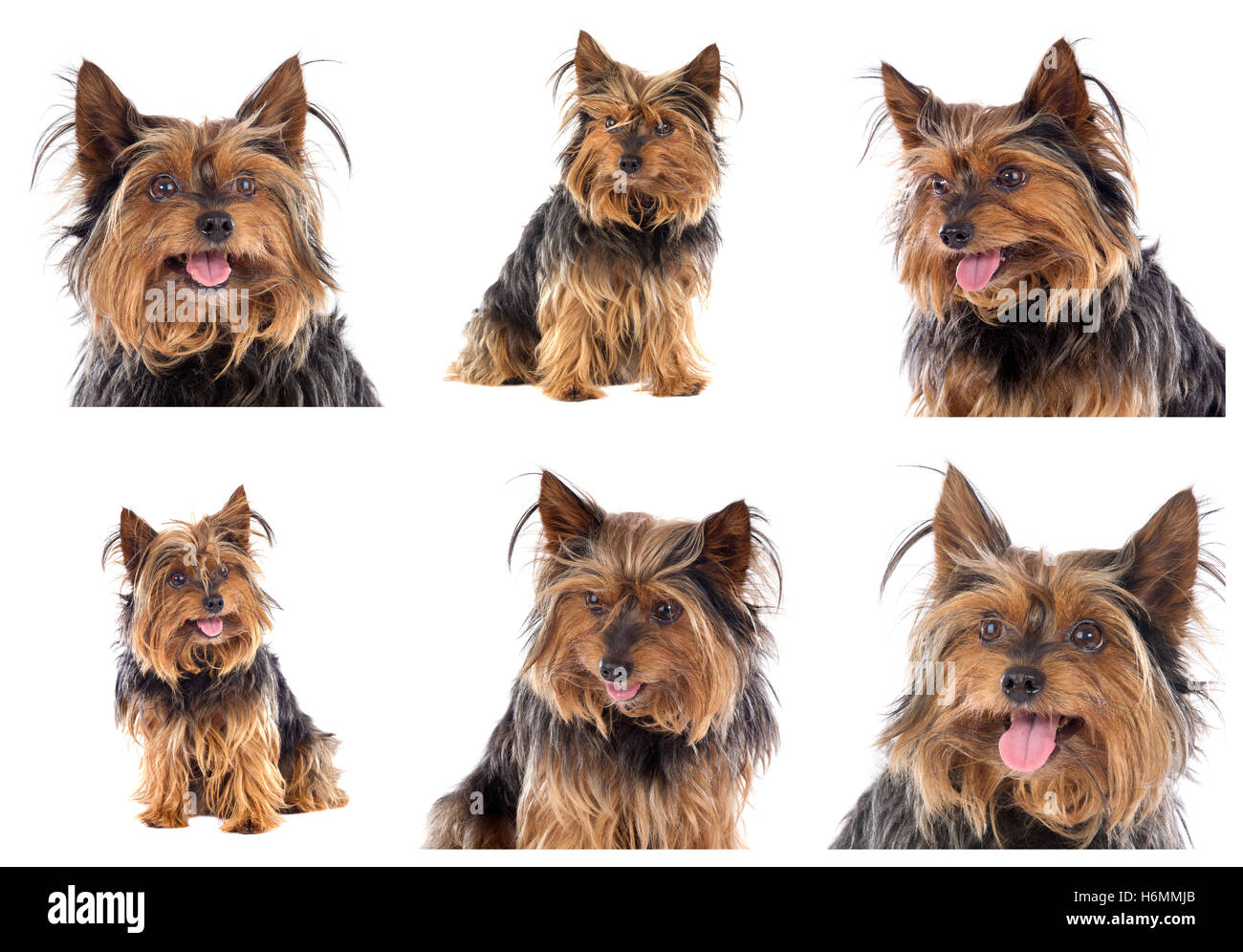 Sequence of photos of a beautiful little dog Stock Photo - Alamy