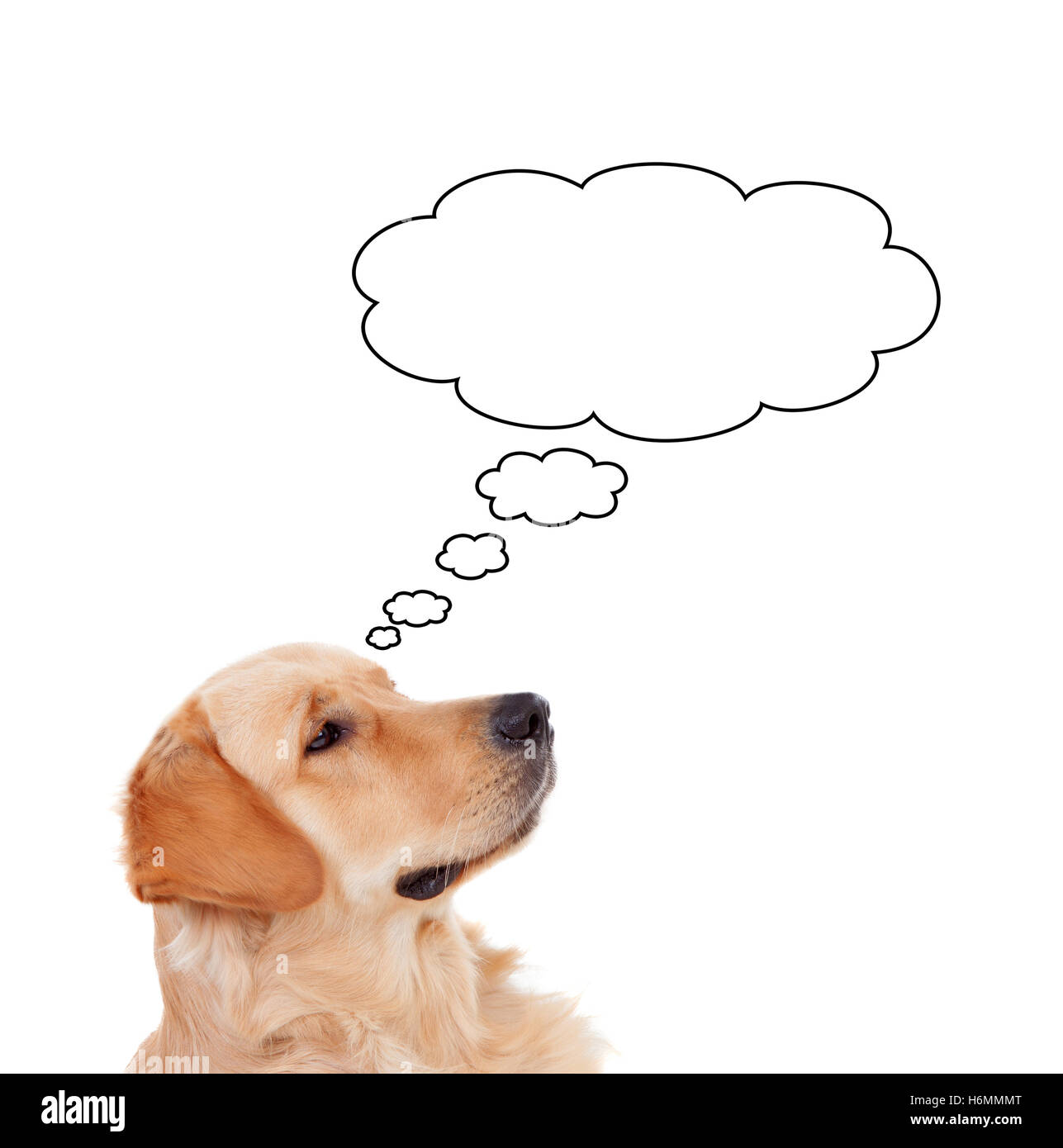 Thinking doggy hi-res stock photography and images - Alamy