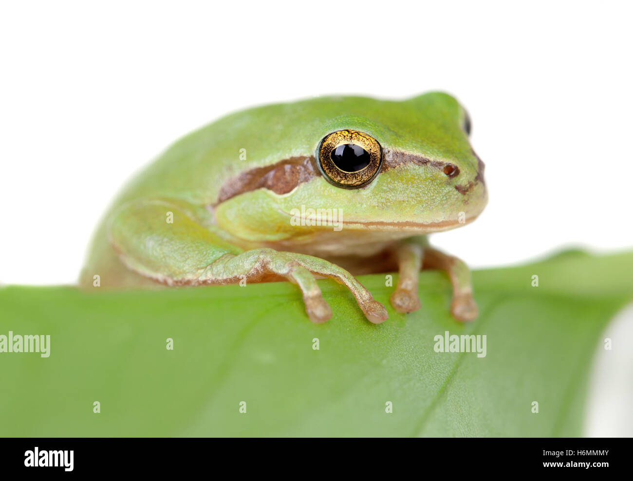 Green frog with bulging eyes golden isolated on white background Stock ...