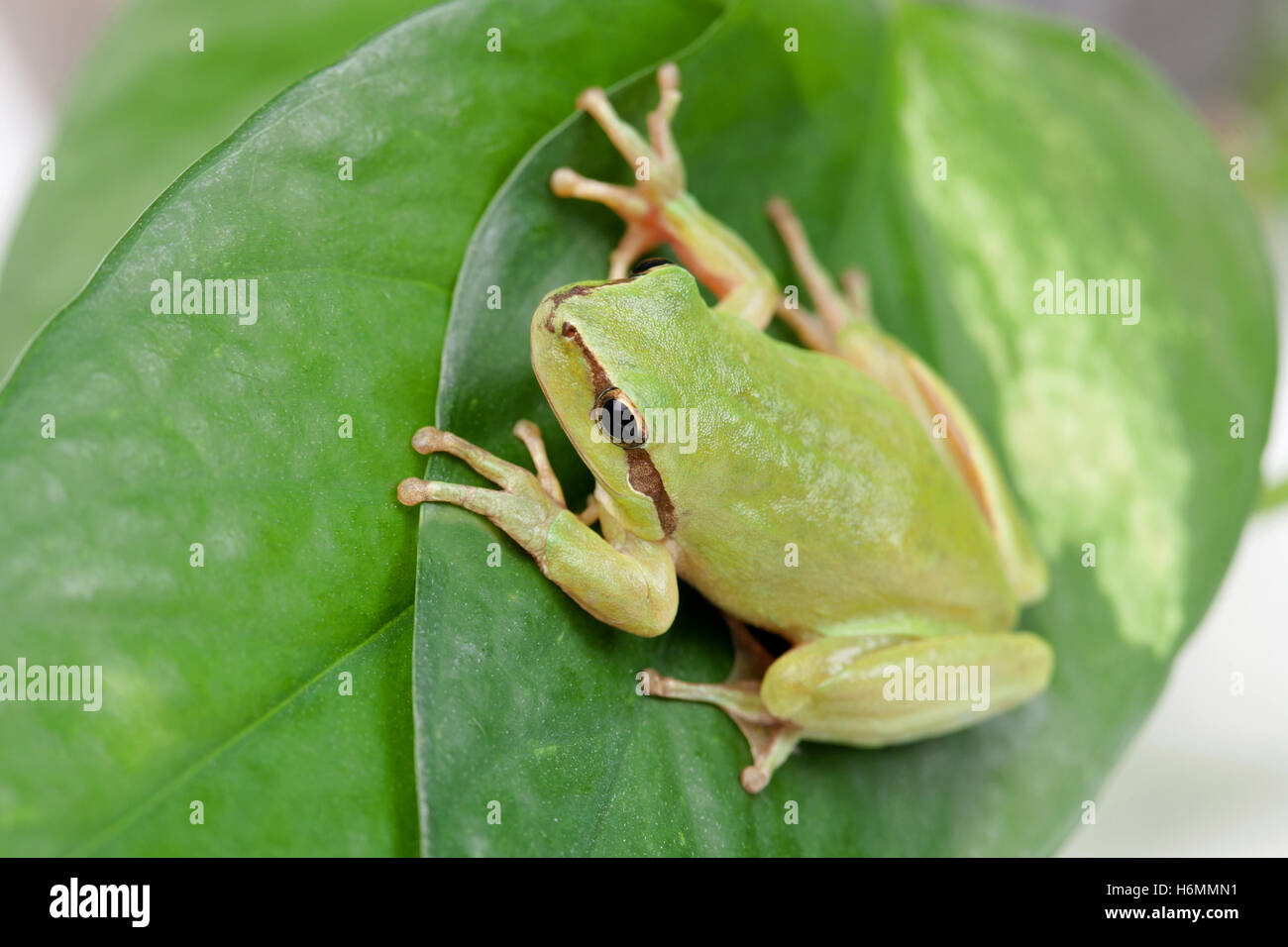 Green frog with bulging eyes golden on a leaf Stock Photo - Alamy