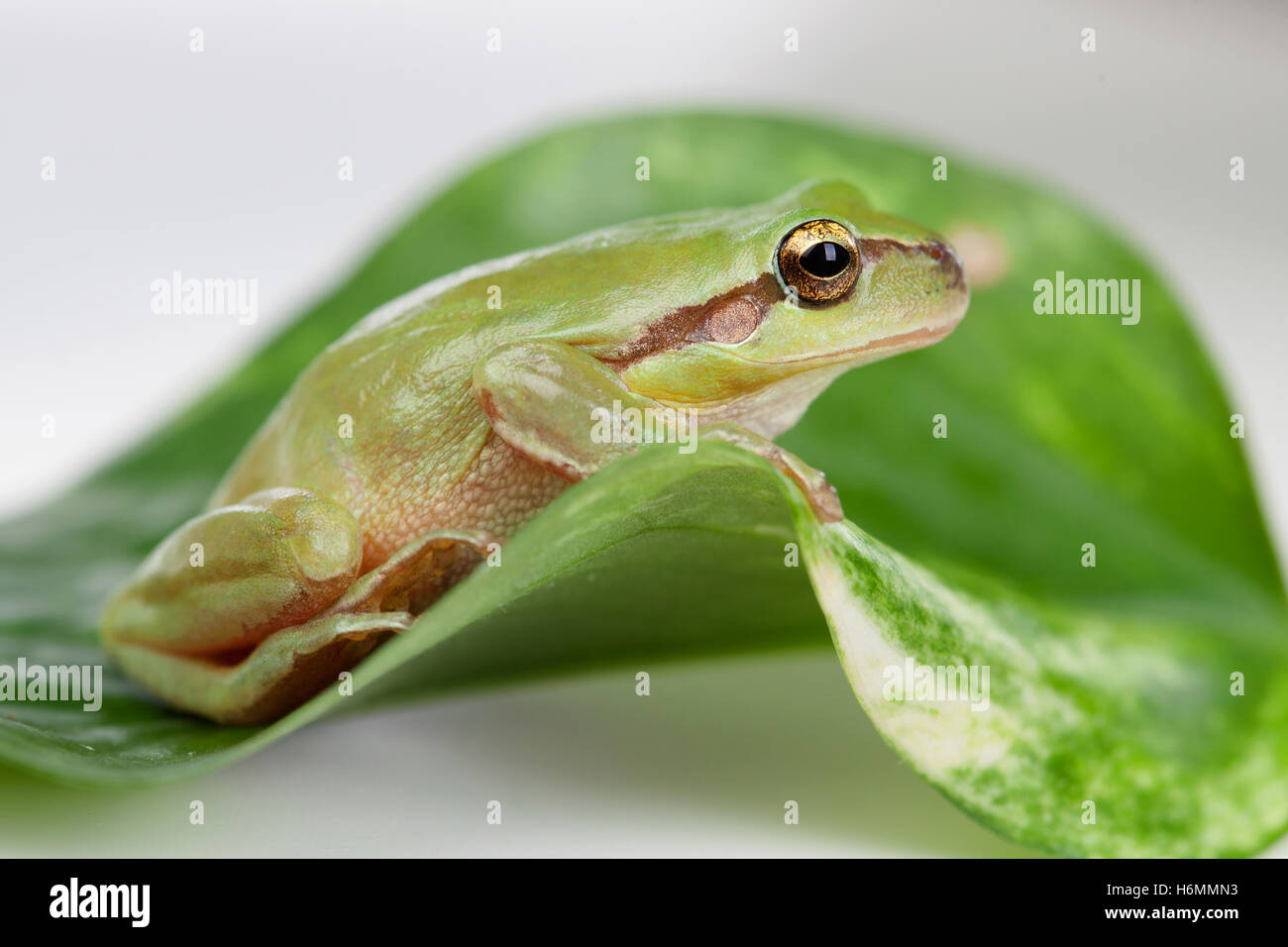 Green frog with bulging eyes golden on a leaf Stock Photo - Alamy