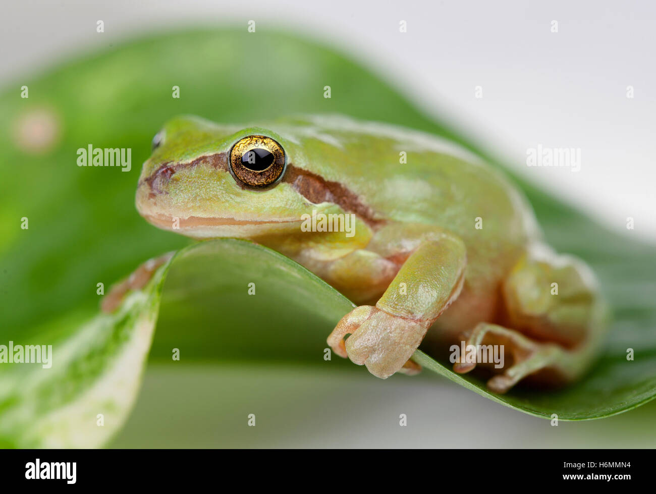 Green frog with bulging eyes golden on a leaf Stock Photo - Alamy