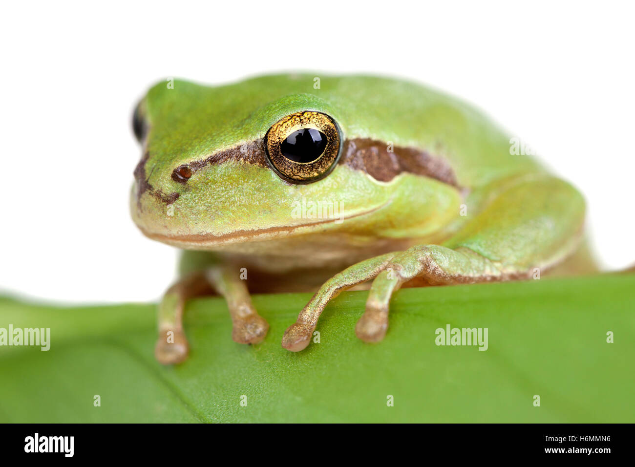 Green frog with bulging eyes golden on a leaf isolated on white ...