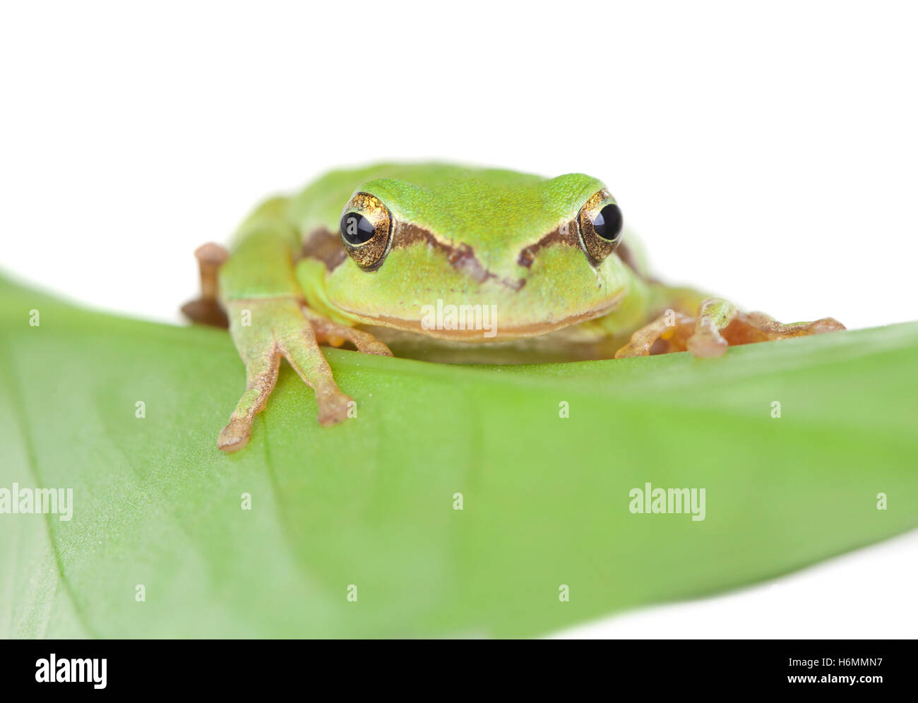 Green frog with bulging eyes golden on a leaf isolated on white ...
