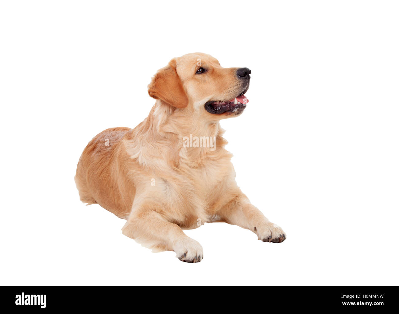 Beautiful Golden Retriever dog breed in isolated studio on white ...