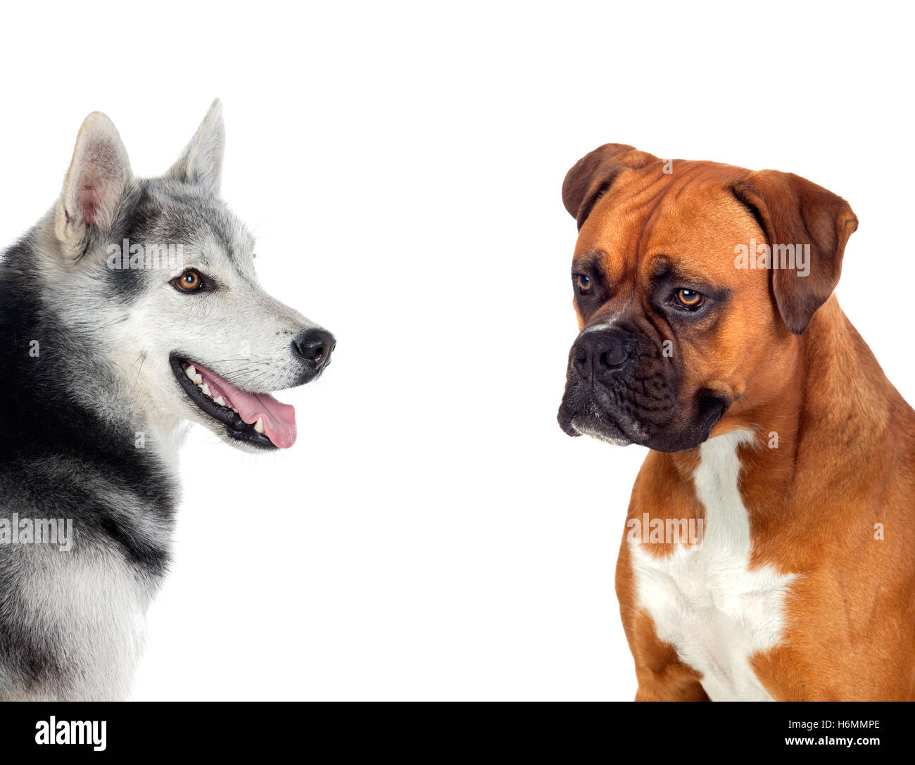 Two beautiful dogs isolated on a white background Stock Photo - Alamy