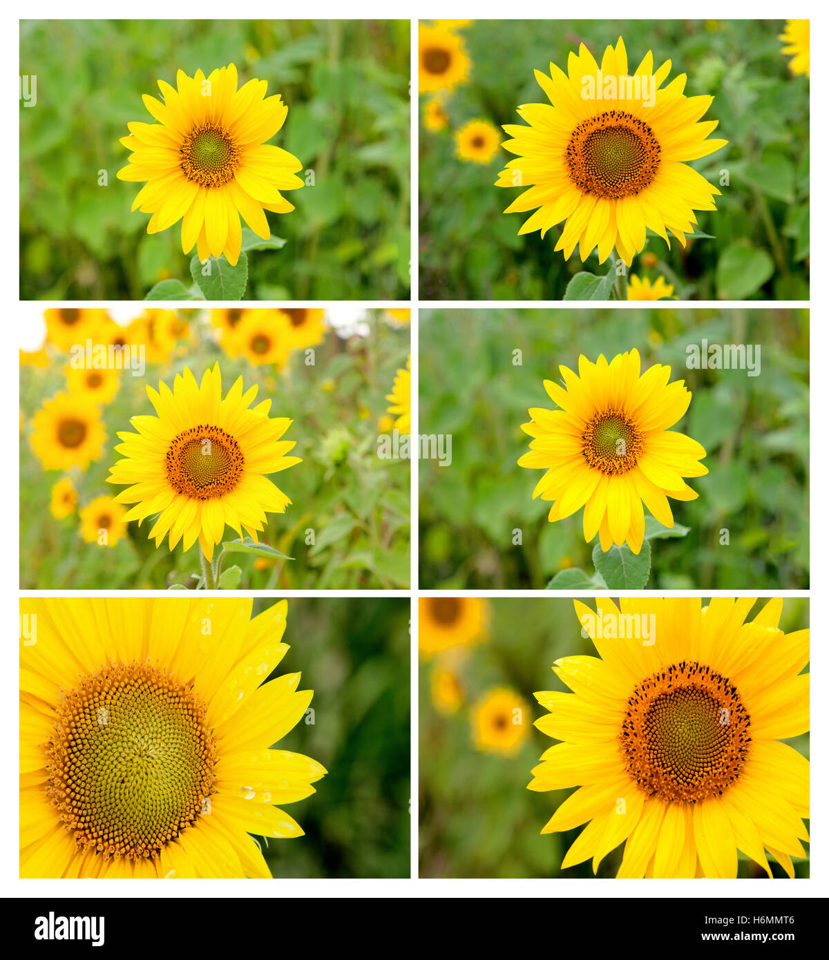 Photo sequence of sunflowers in the field Stock Photo - Alamy