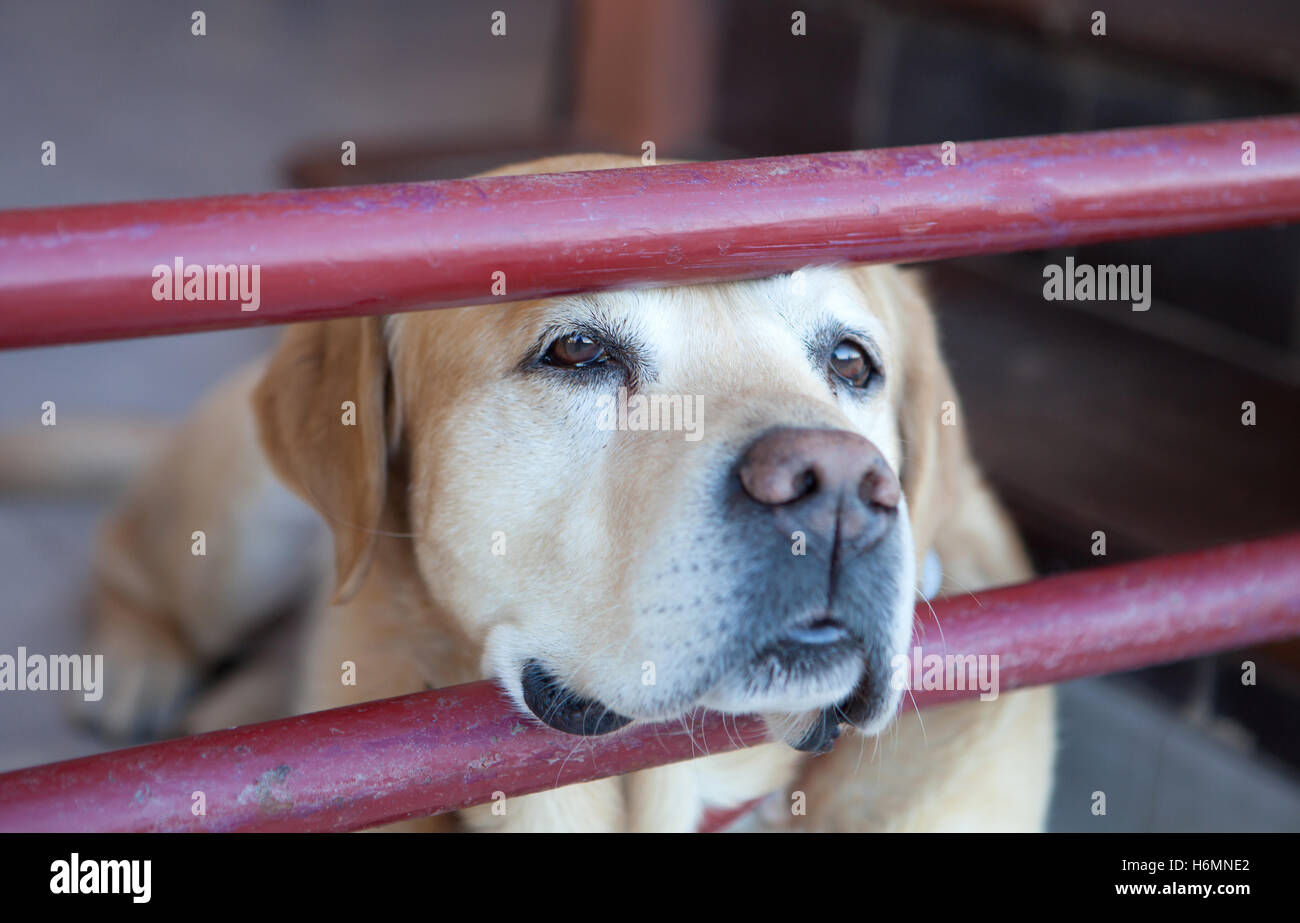 Labrador dog breed bored after the gate of his house Stock Photo - Alamy