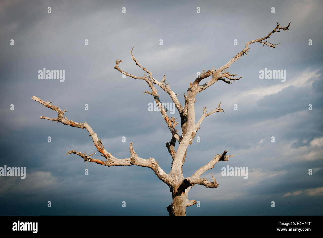 Silhouette of a dead tree and cloudy sky hi-res stock photography and ...