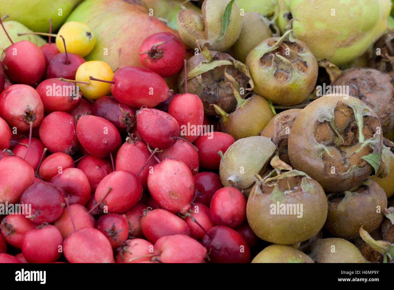 Harvested Crab Apples and Medler fruit Stock Photo - Alamy