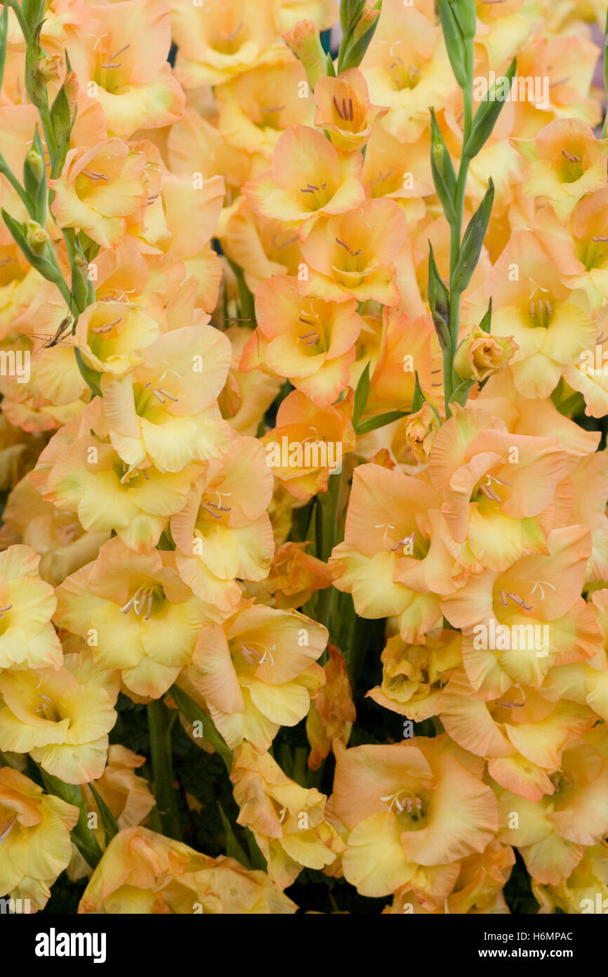 Yellow and peach Gladioli display Stock Photo - Alamy