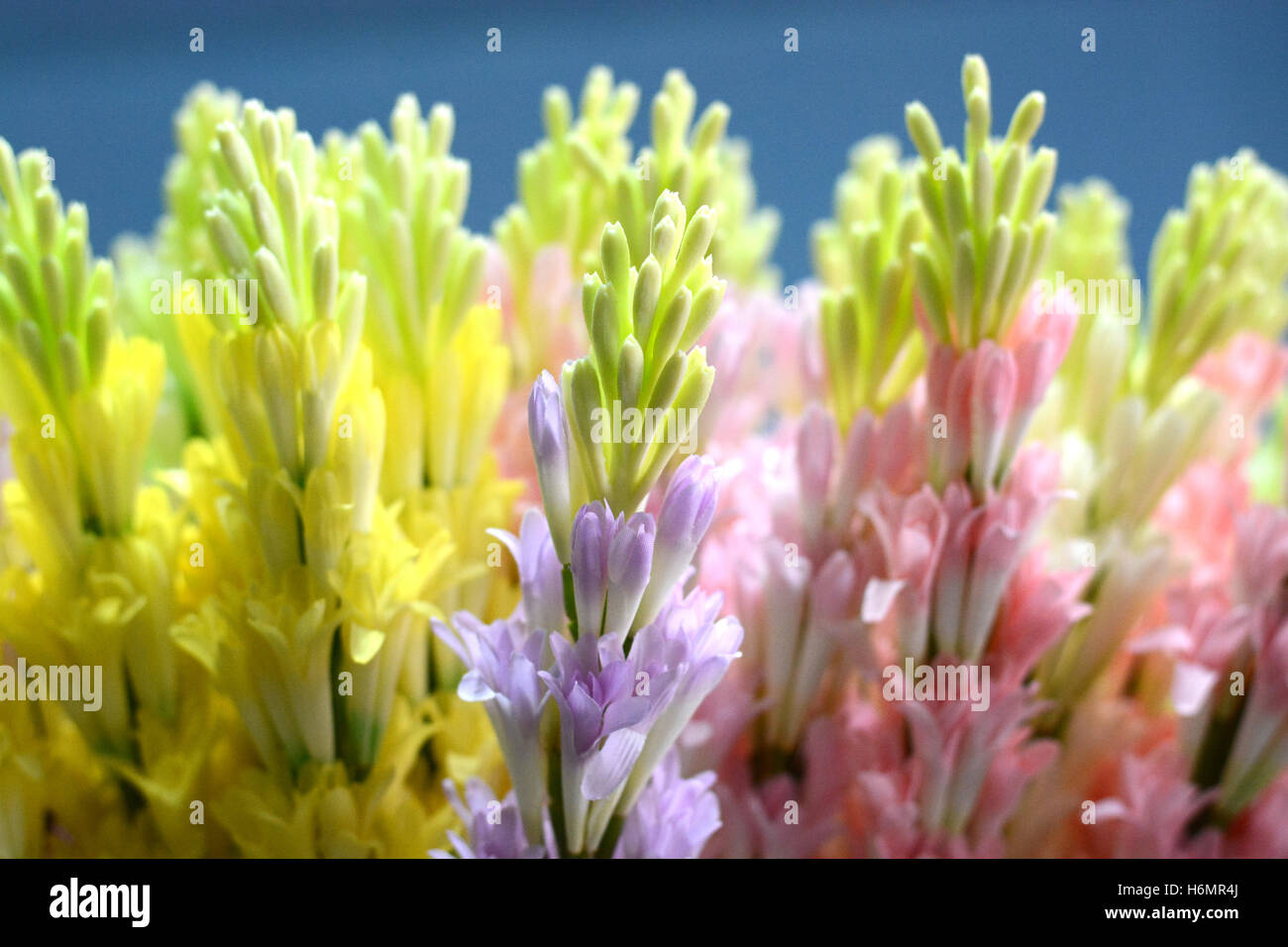 beautiful colors of plastic flowers Stock Photo - Alamy