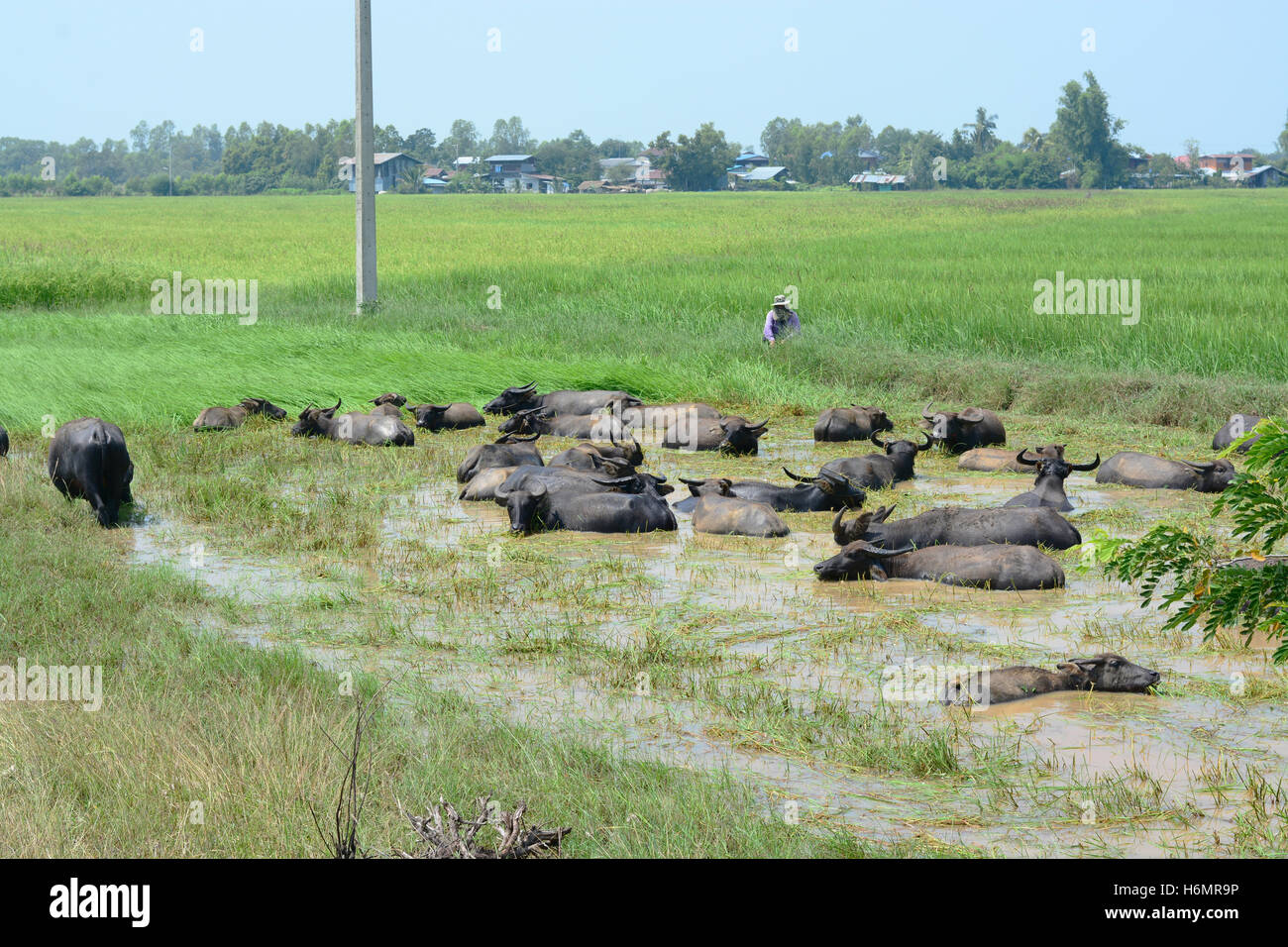 Life of Buffalo Stock Photo - Alamy