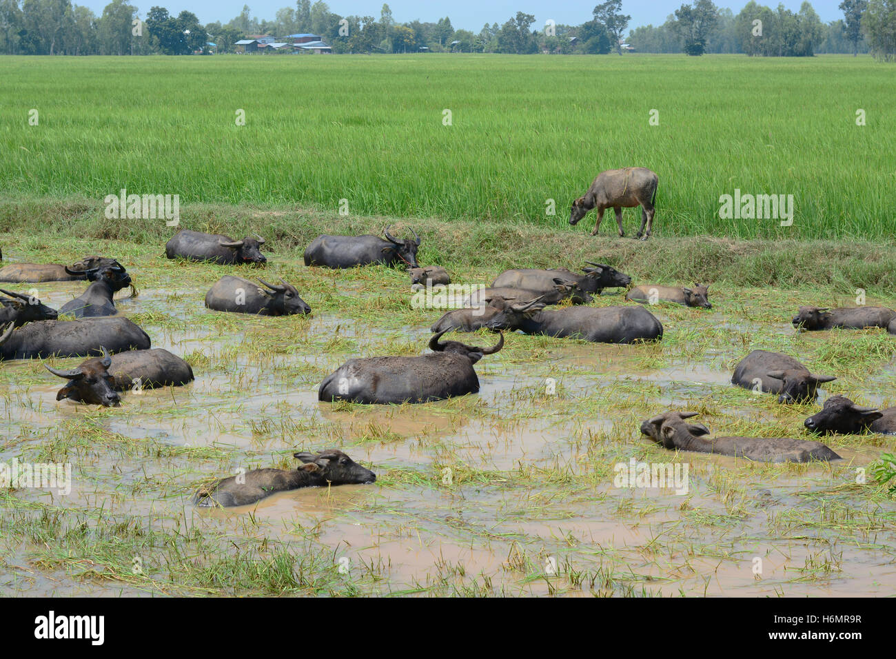 Life of Buffalo Stock Photo - Alamy