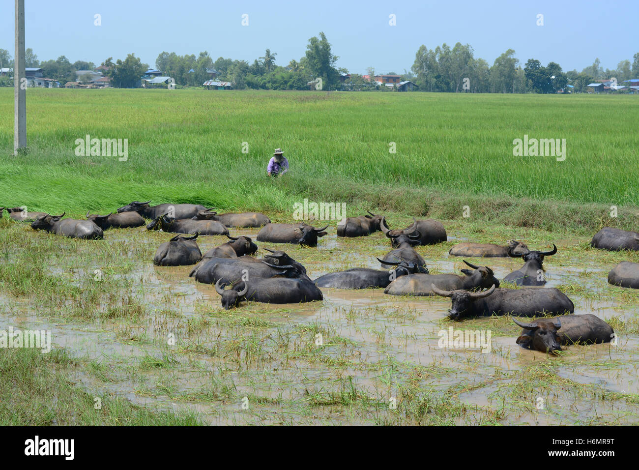 Life of Buffalo Stock Photo - Alamy