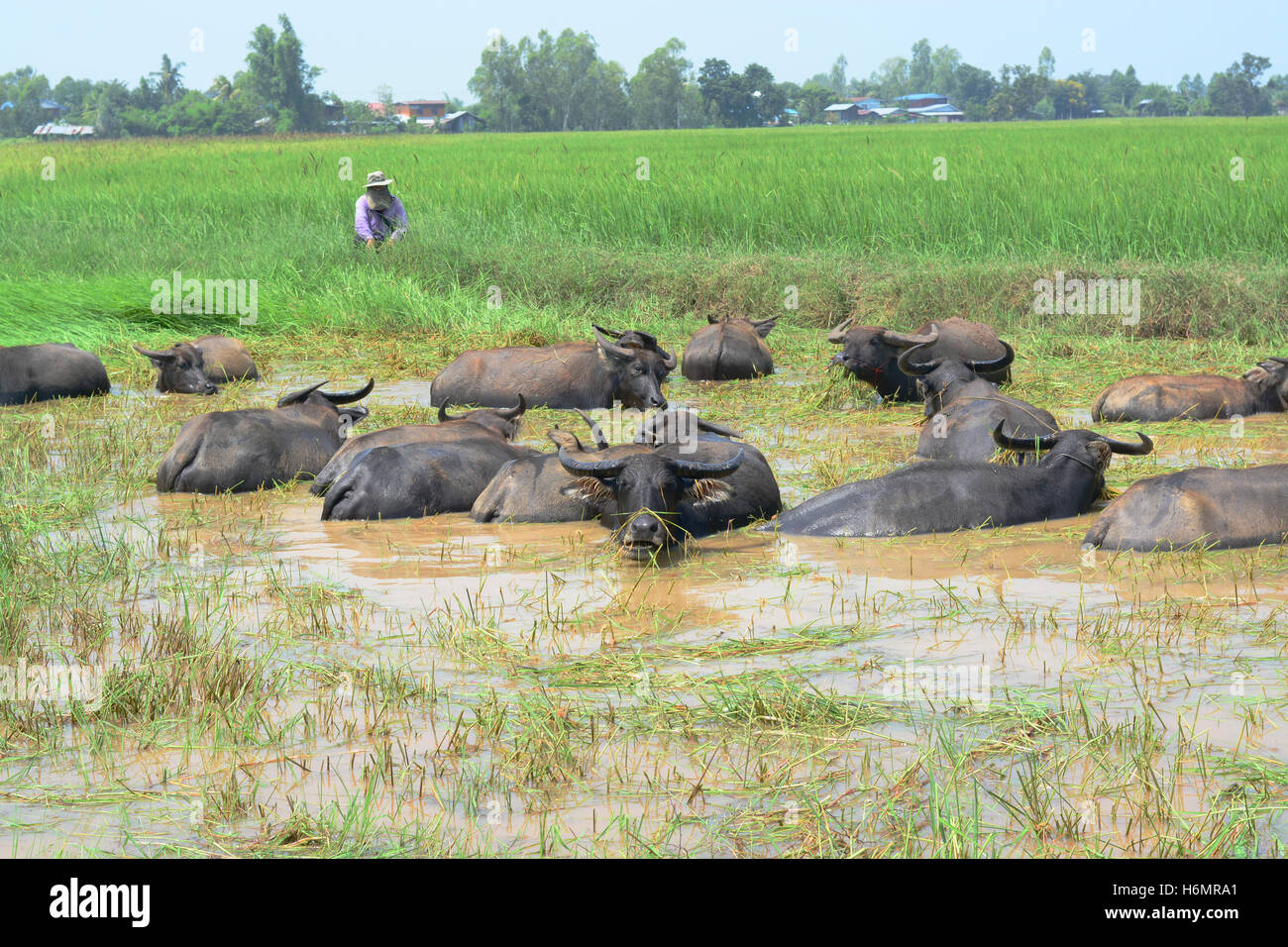 Life of Buffalo Stock Photo - Alamy