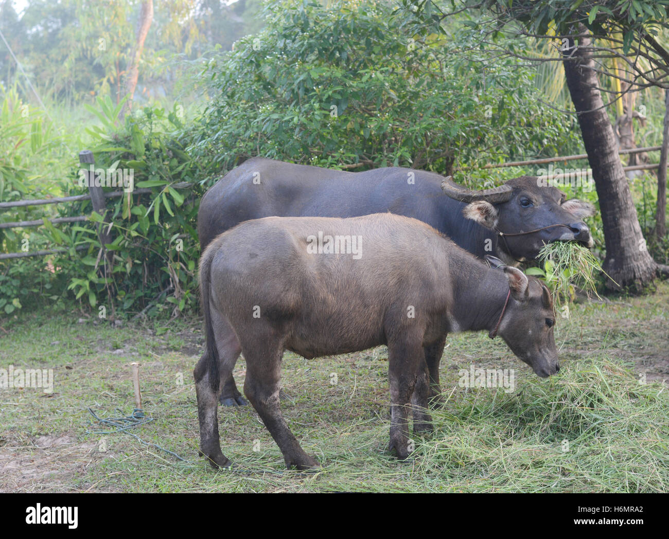 Life of Buffalo Stock Photo - Alamy