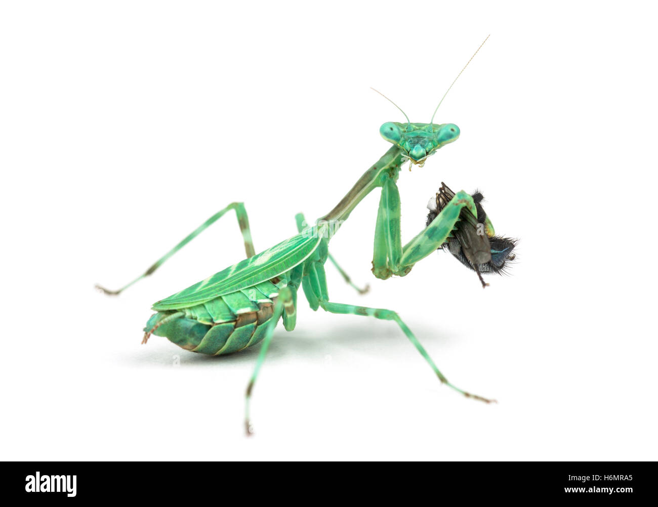 praying mantis, Female African Pinstripe Mantis or Miomantis binotata ...