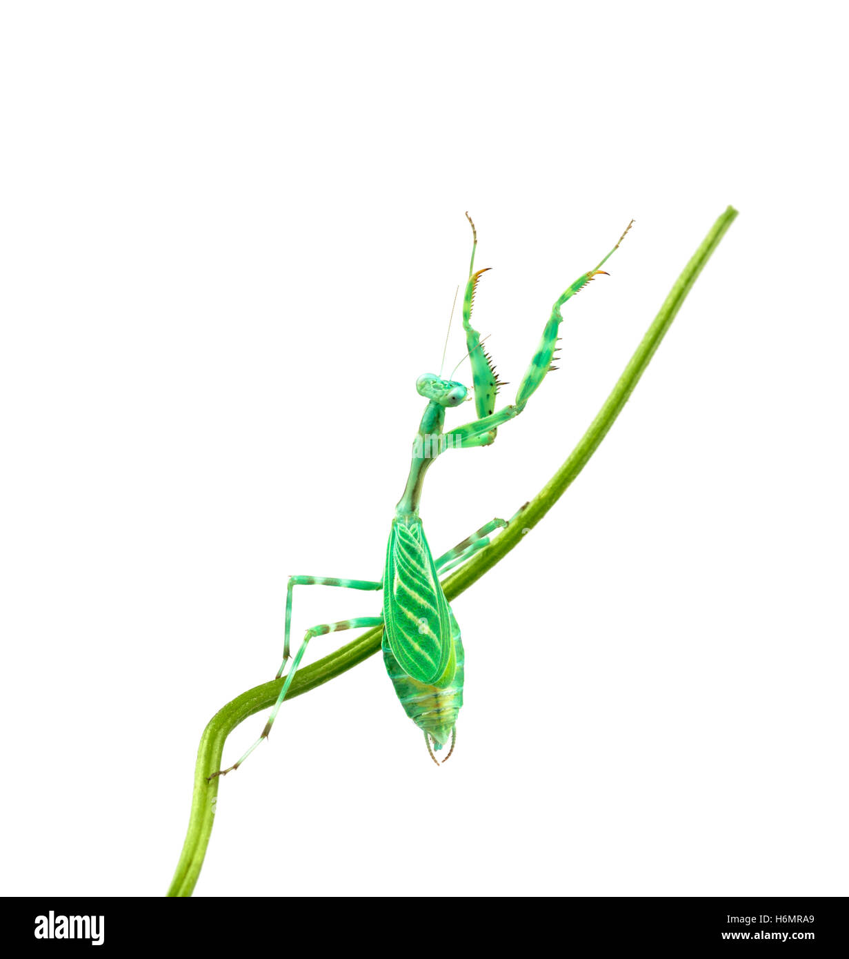 Miomantis hi-res stock photography and images - Alamy