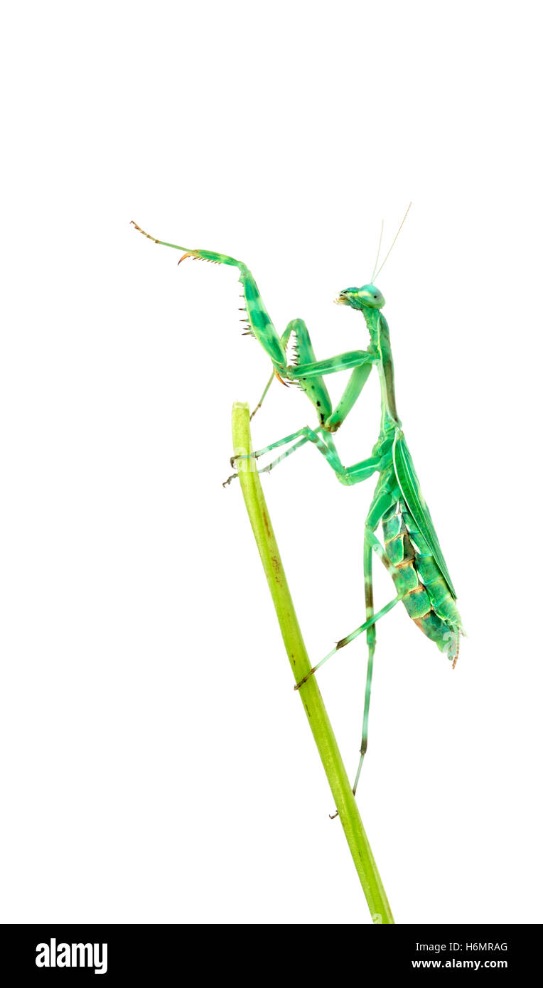 female african Pinstripe Mantis - Miomantis binotata, on a blade of ...