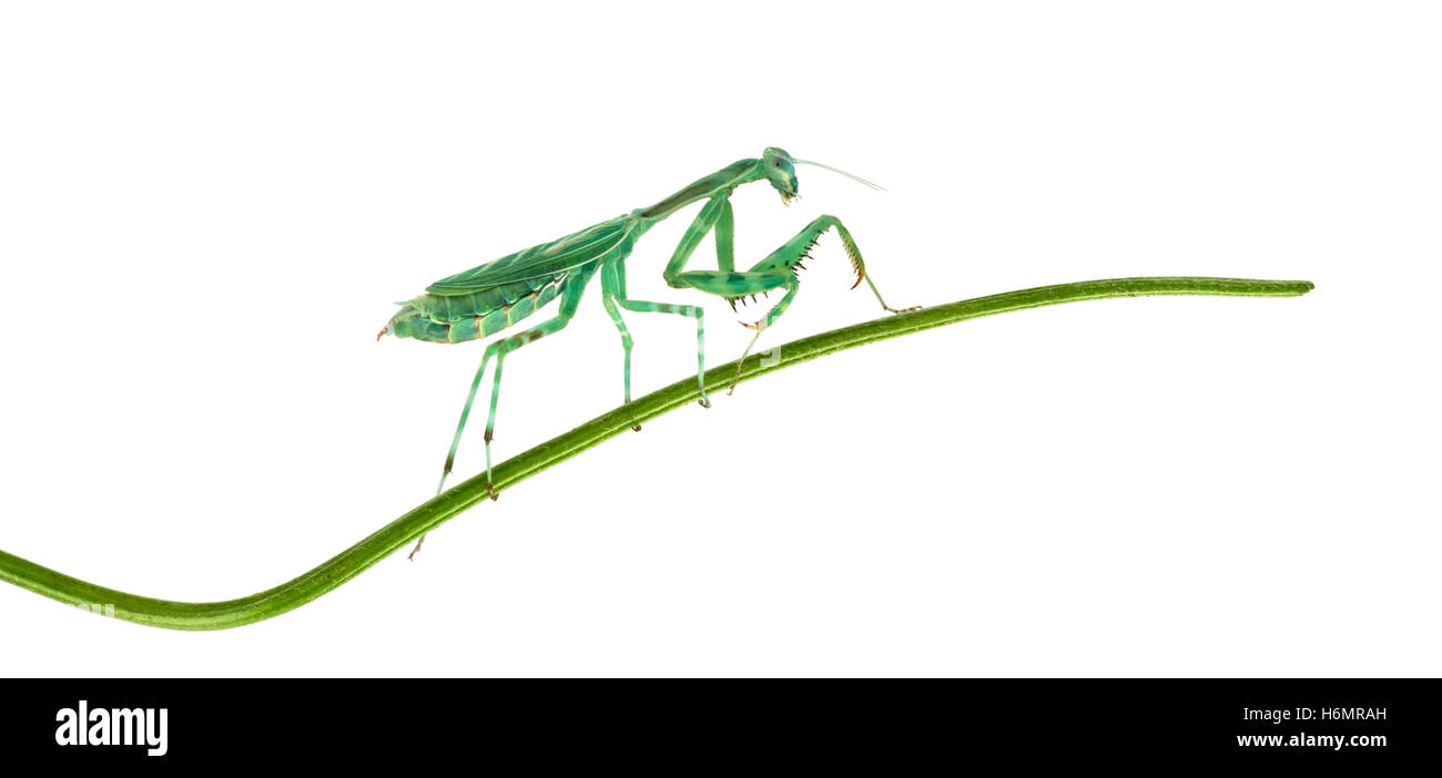 female african Pinstripe Mantis - Miomantis binotata, on a blade of ...