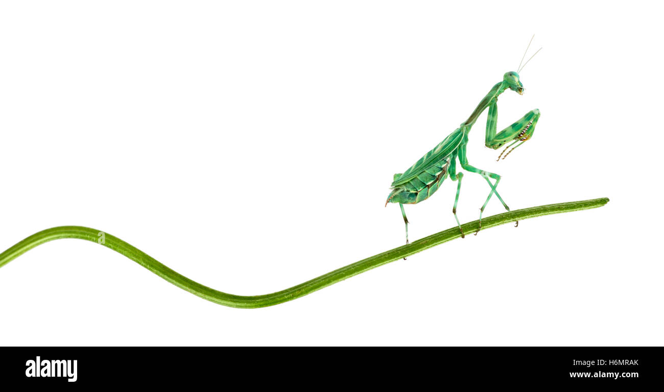 female african Pinstripe Mantis - Miomantis binotata, on a blade of ...