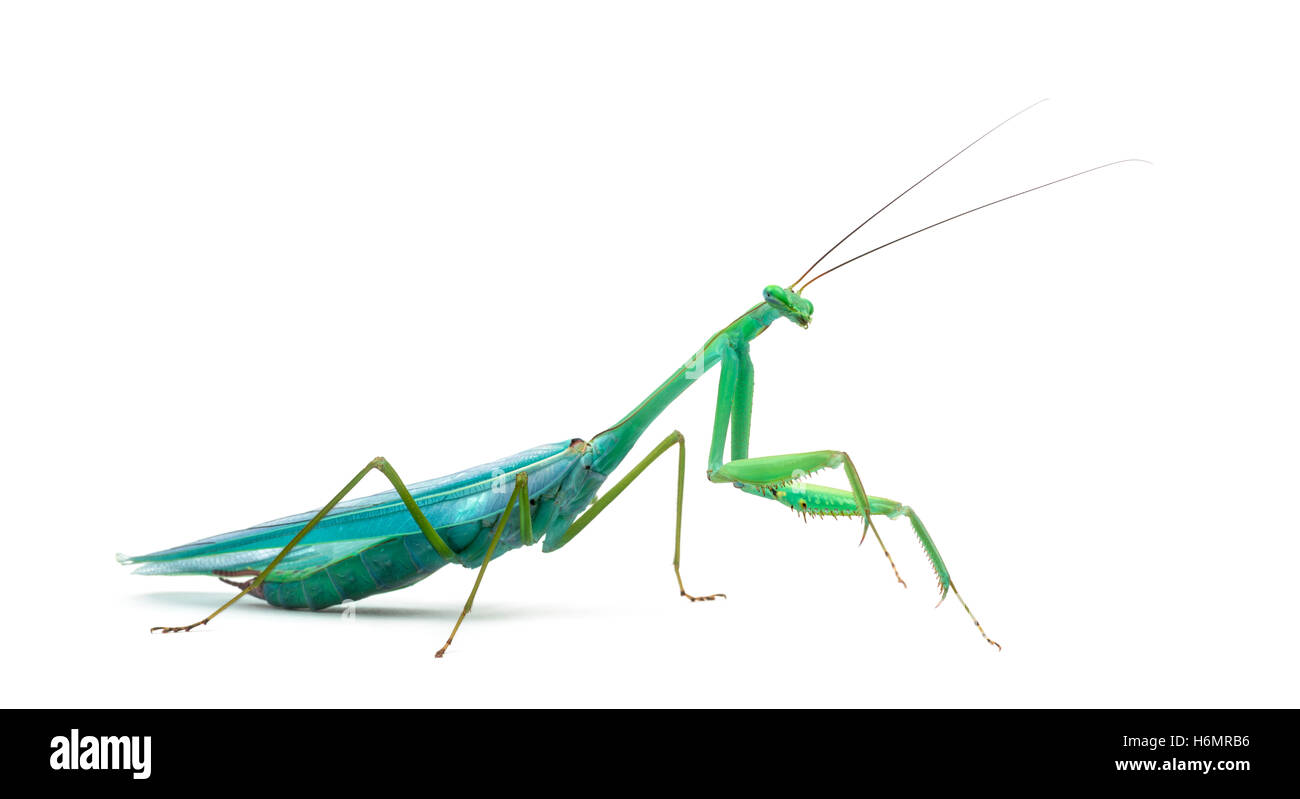 Male praying mantis - Macromantis ovalifolia, isolated on white Stock ...