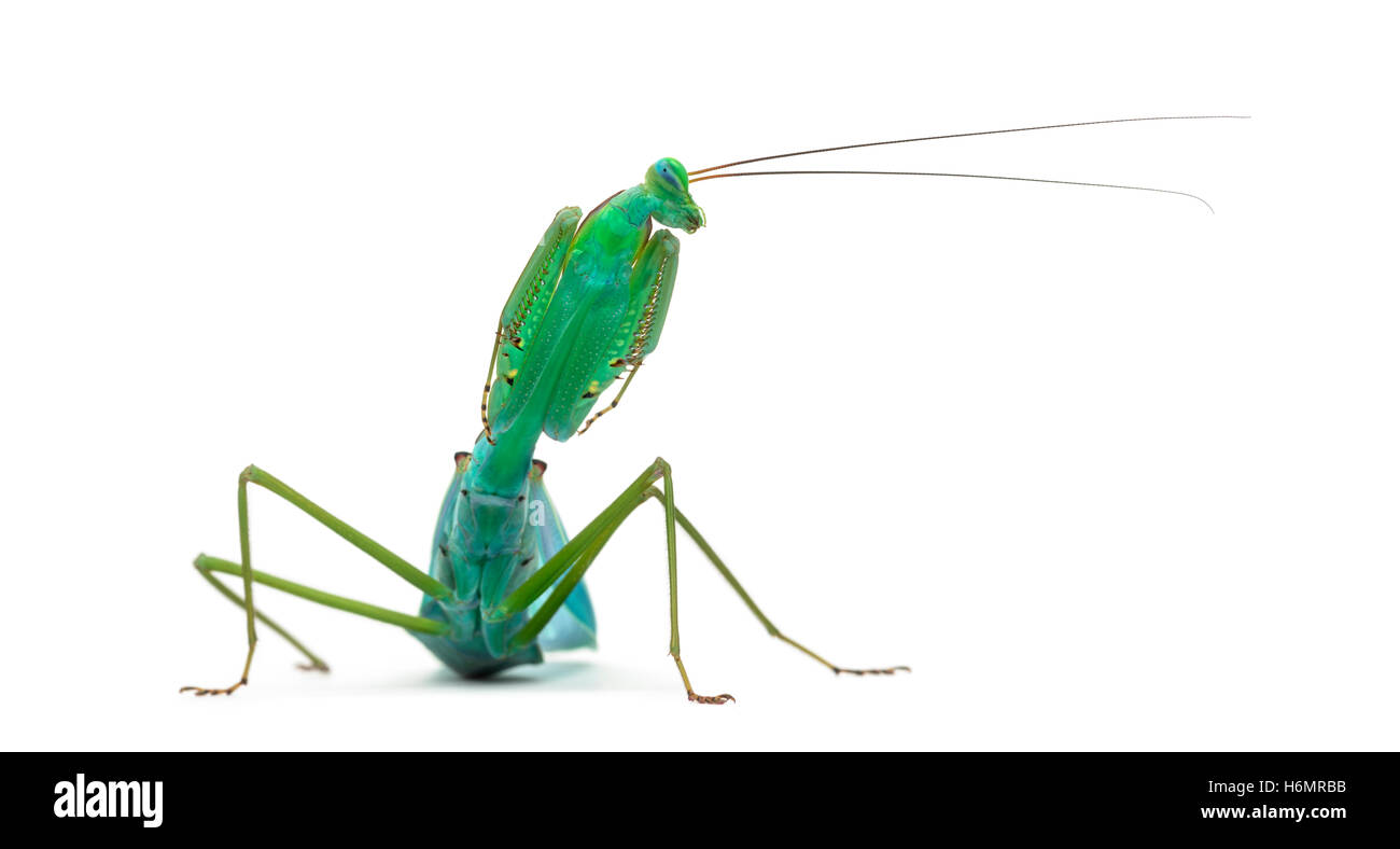 Male praying mantis - Macromantis ovalifolia, isolated on white Stock ...