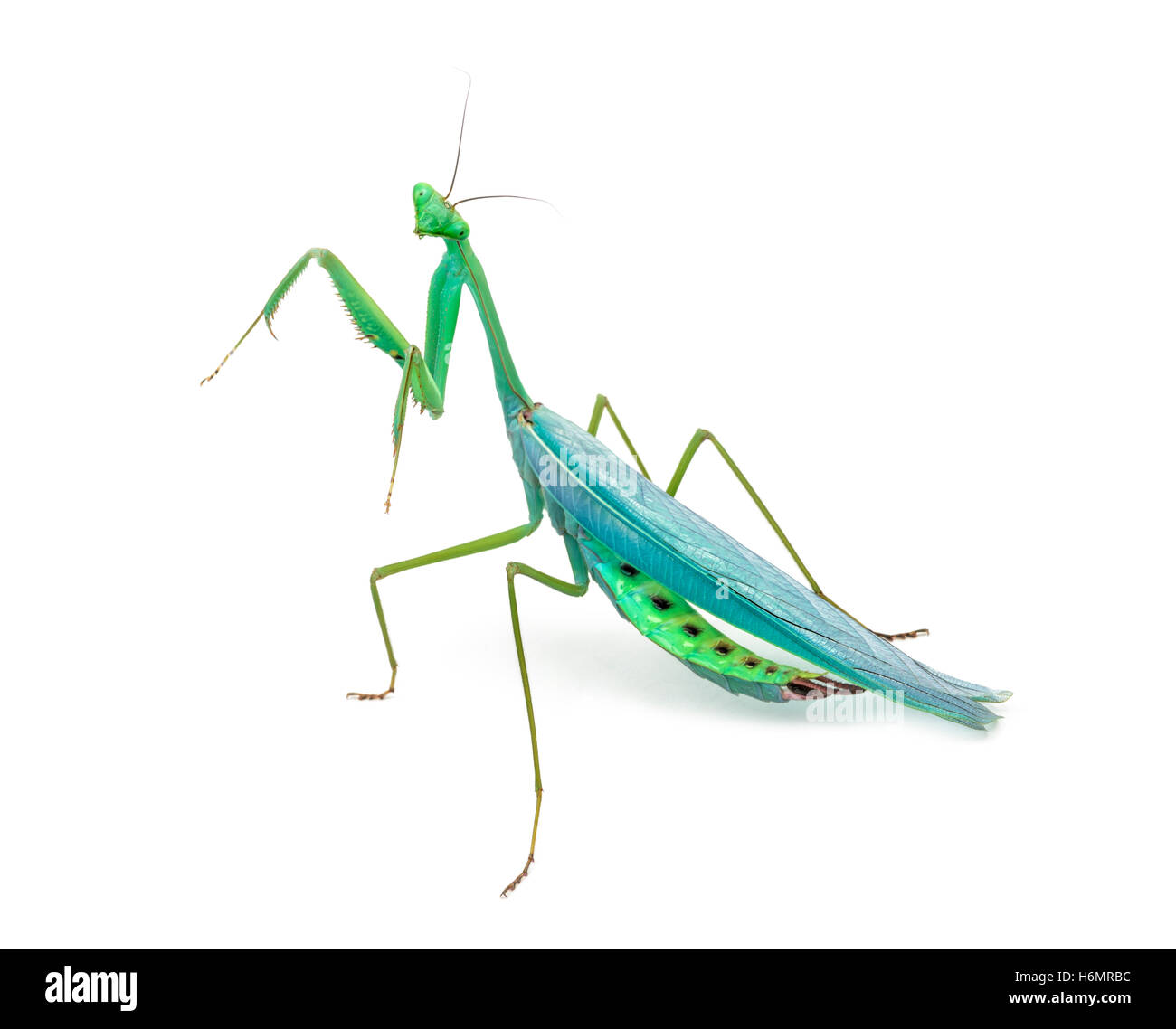 Male praying mantis - Macromantis ovalifolia, isolated on white Stock ...