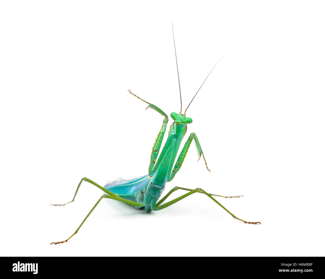 Mantis isolated hi-res stock photography and images - Alamy