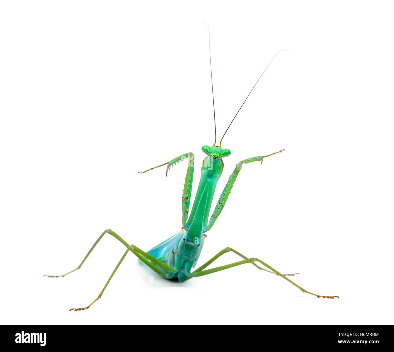 Male praying mantis - Macromantis ovalifolia, isolated on white Stock ...