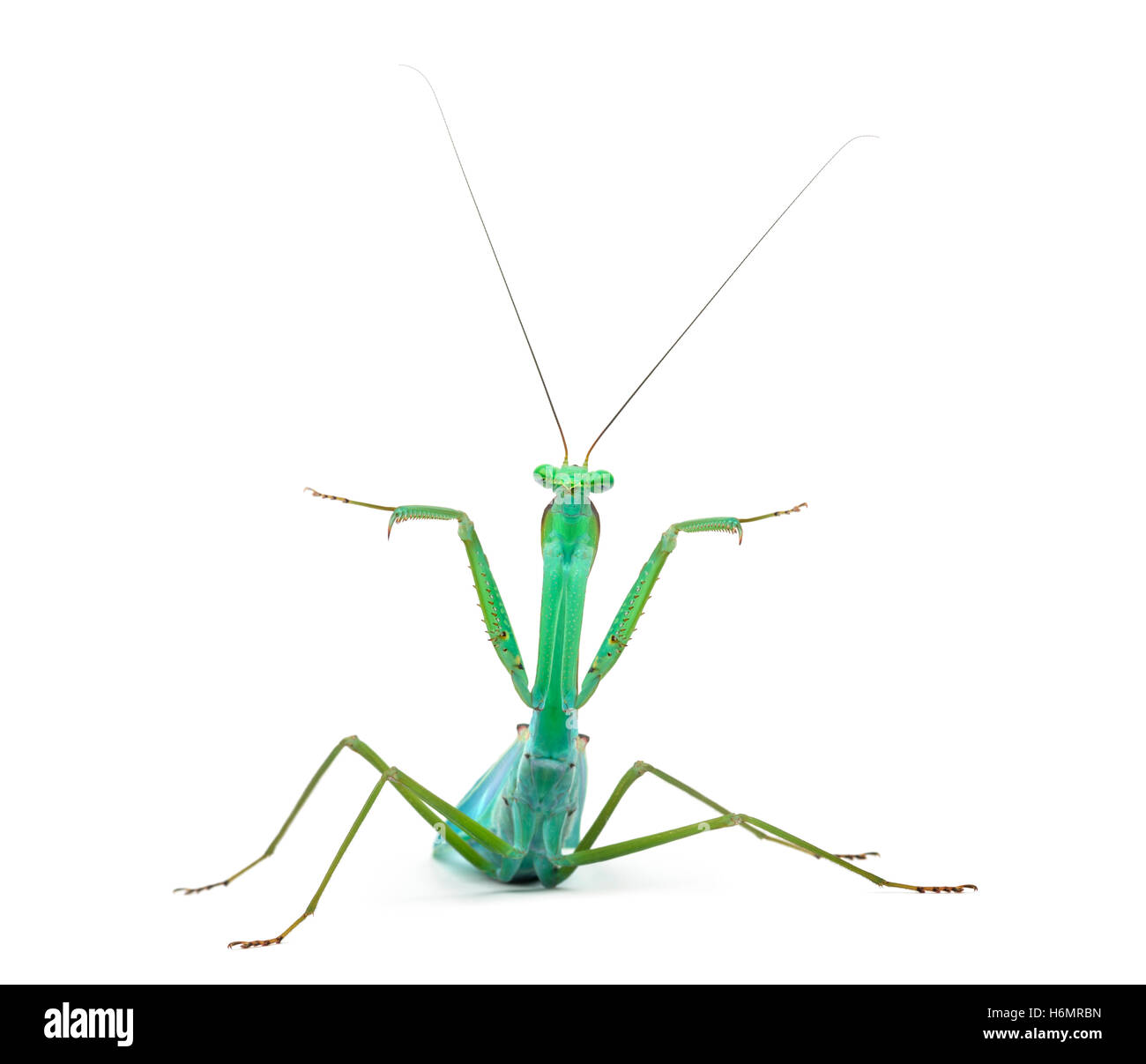 Male praying mantis - Macromantis ovalifolia, isolated on white Stock ...