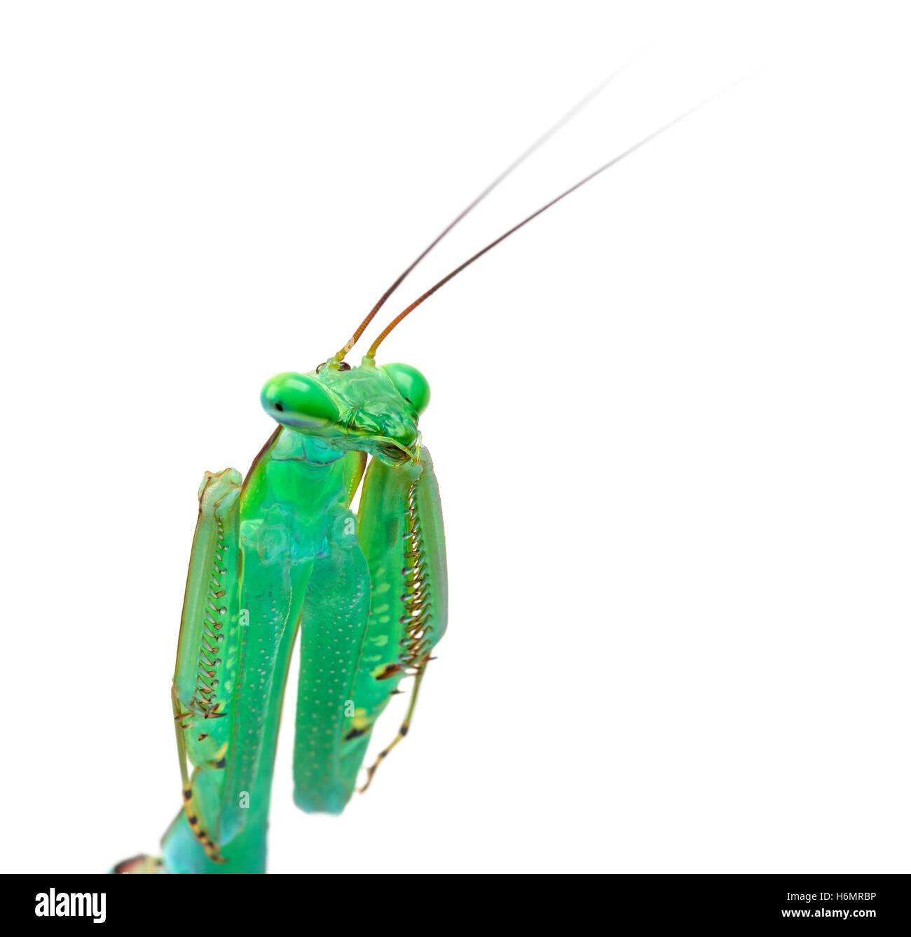 close-up on a Male praying mantis - Macromantis ovalifolia, isolated on ...