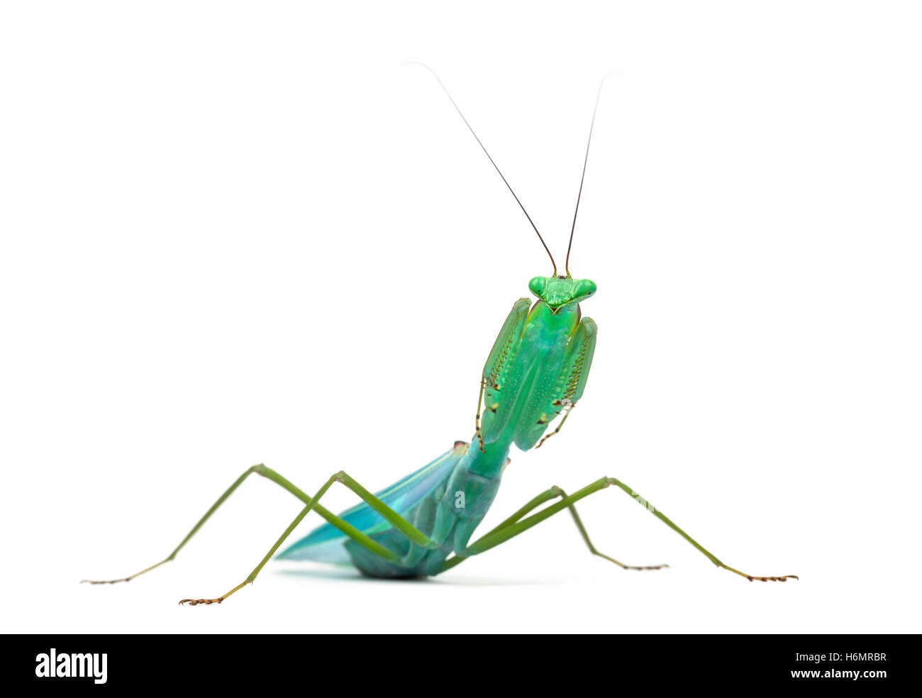 Male praying mantis - Macromantis ovalifolia, isolated on white Stock ...