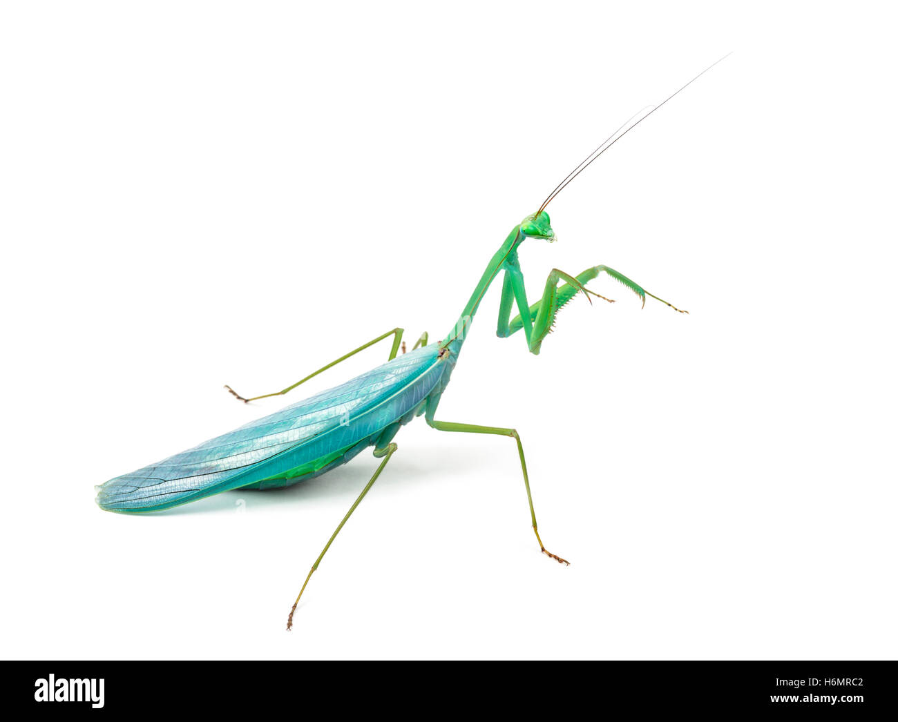 Macromantis ovalifolia hi-res stock photography and images - Alamy