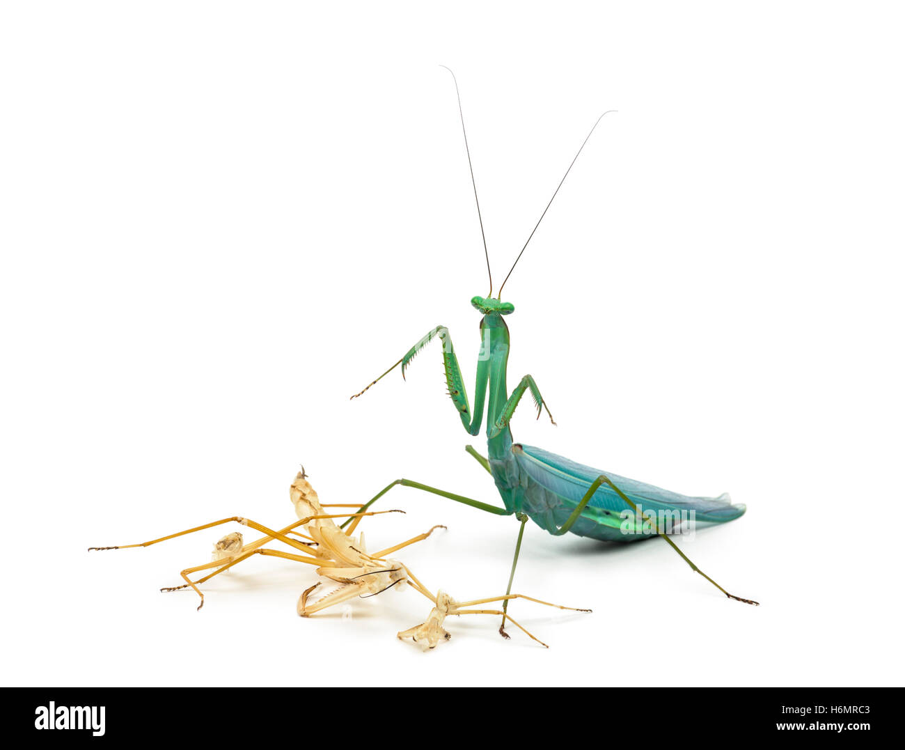 Praying mantis and its Ecdysis, Moulting Stock Photo - Alamy
