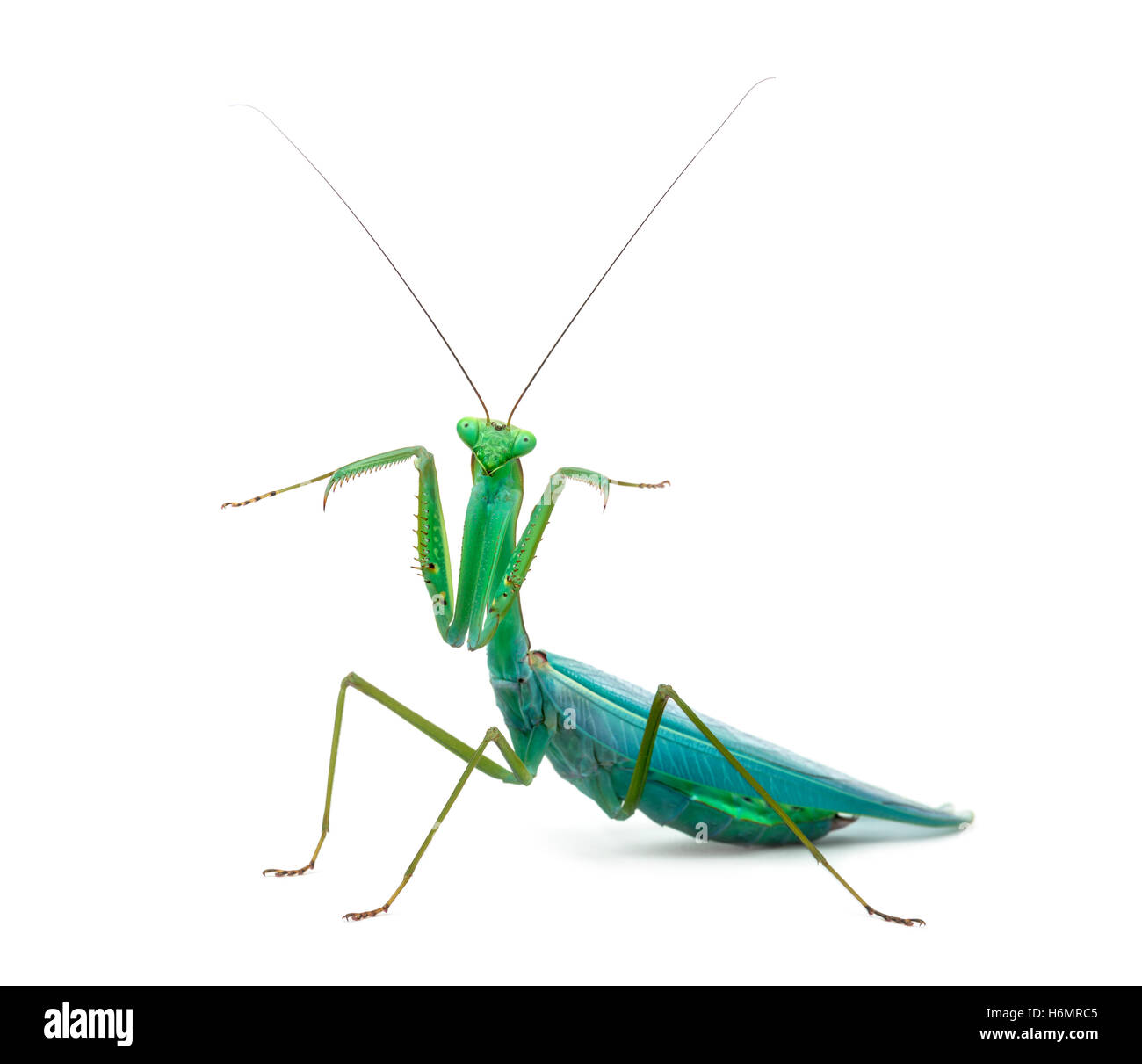 Male praying mantis - Macromantis ovalifolia, isolated on white Stock ...