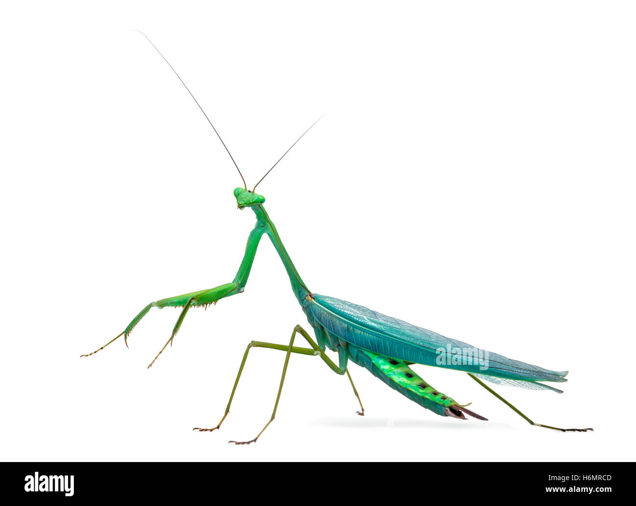 Male praying mantis - Macromantis ovalifolia, isolated on white Stock ...