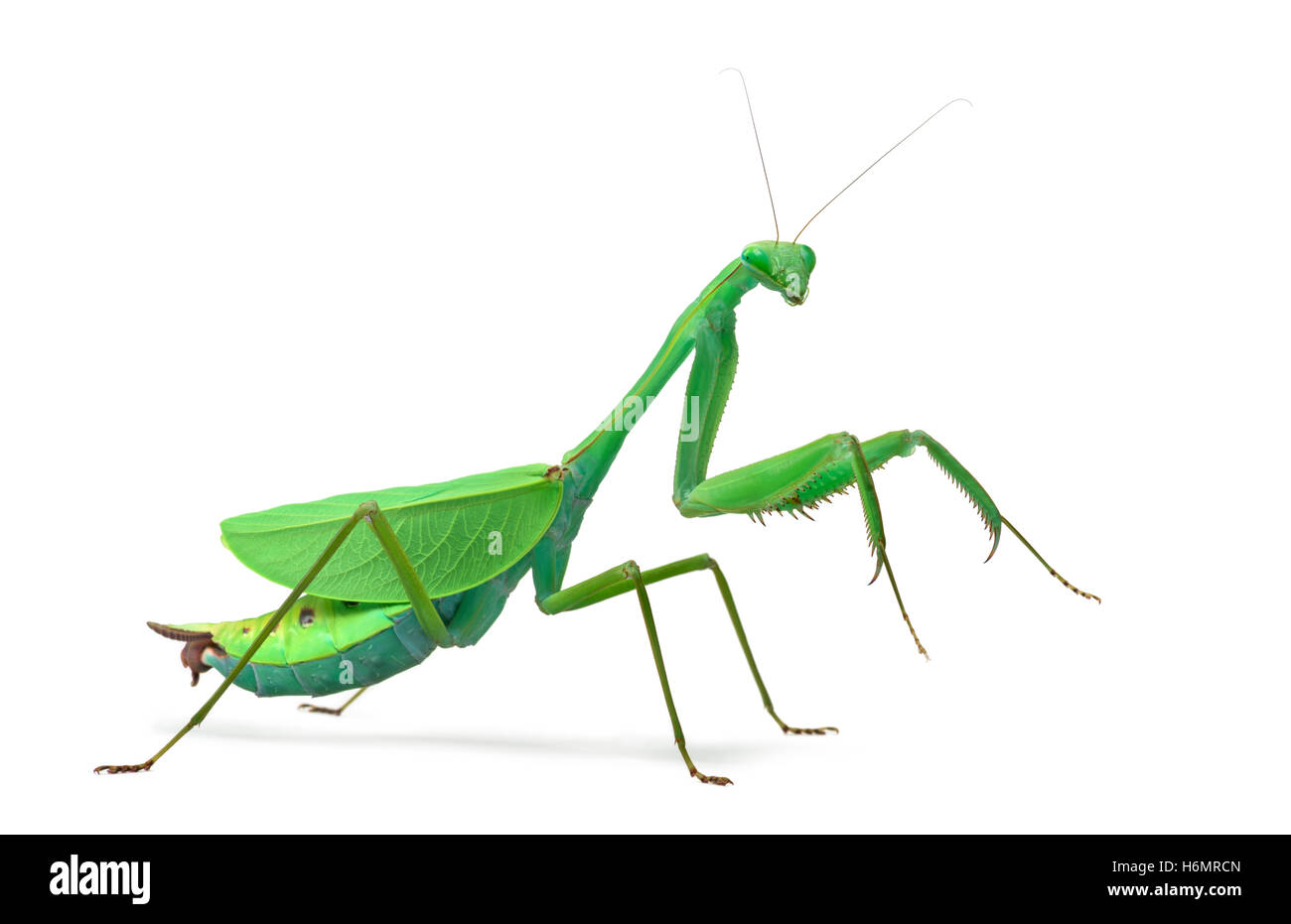 Male praying mantis - Macromantis ovalifolia, isolated on white Stock ...