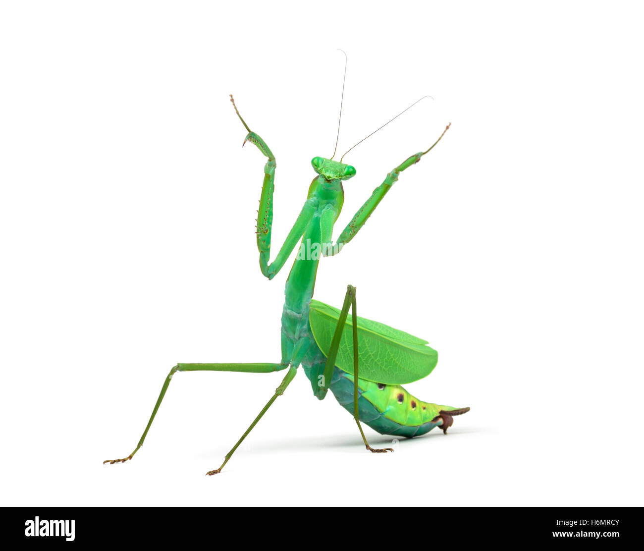 Male praying mantis - Macromantis ovalifolia, isolated on white Stock ...