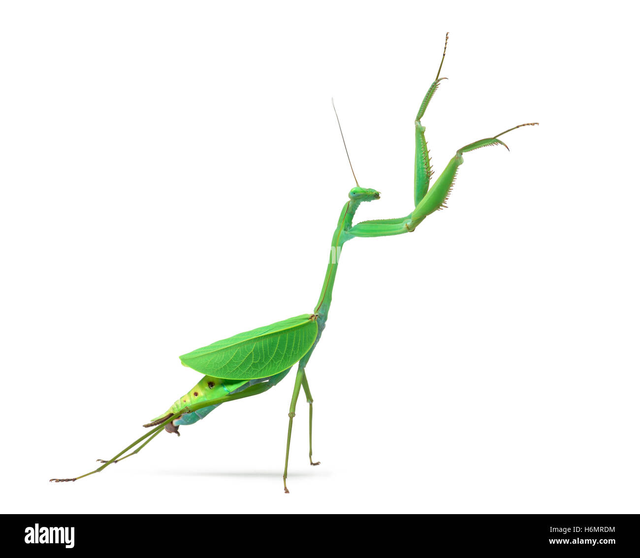 Male praying mantis - Macromantis ovalifolia, isolated on white Stock ...