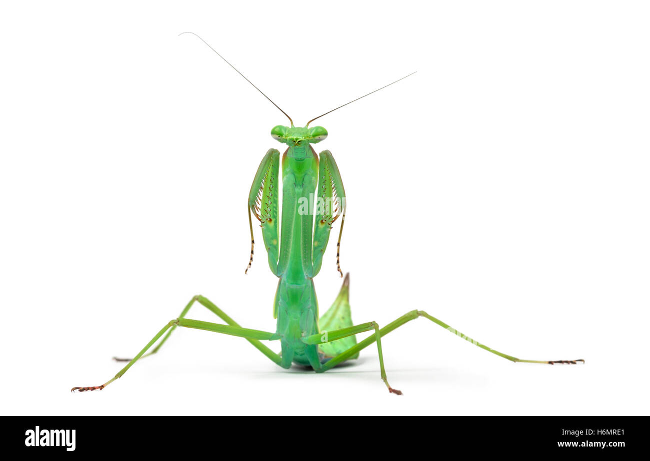 Male praying mantis - Macromantis ovalifolia, isolated on white Stock ...