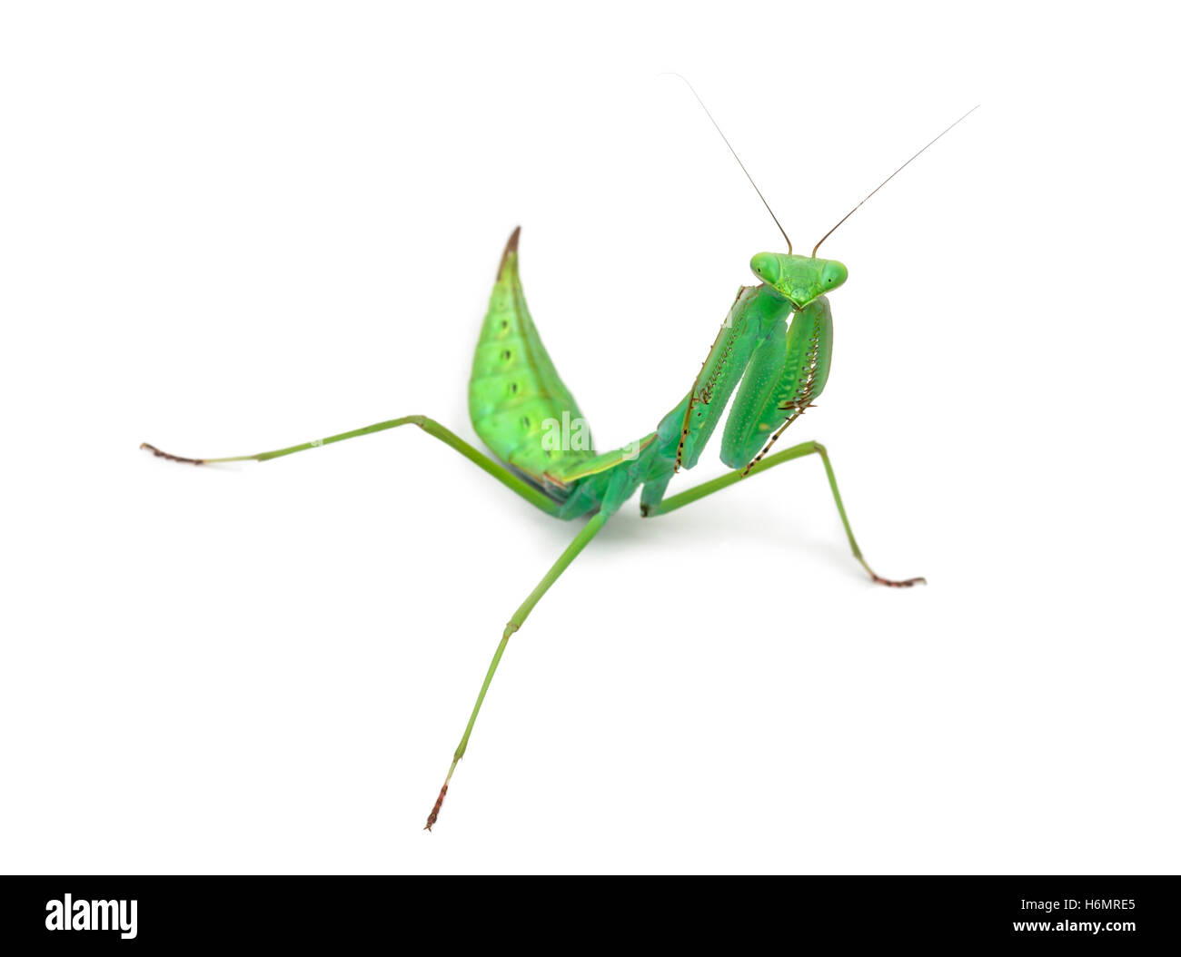 Male praying mantis - Macromantis sp, isolated on white Stock Photo - Alamy