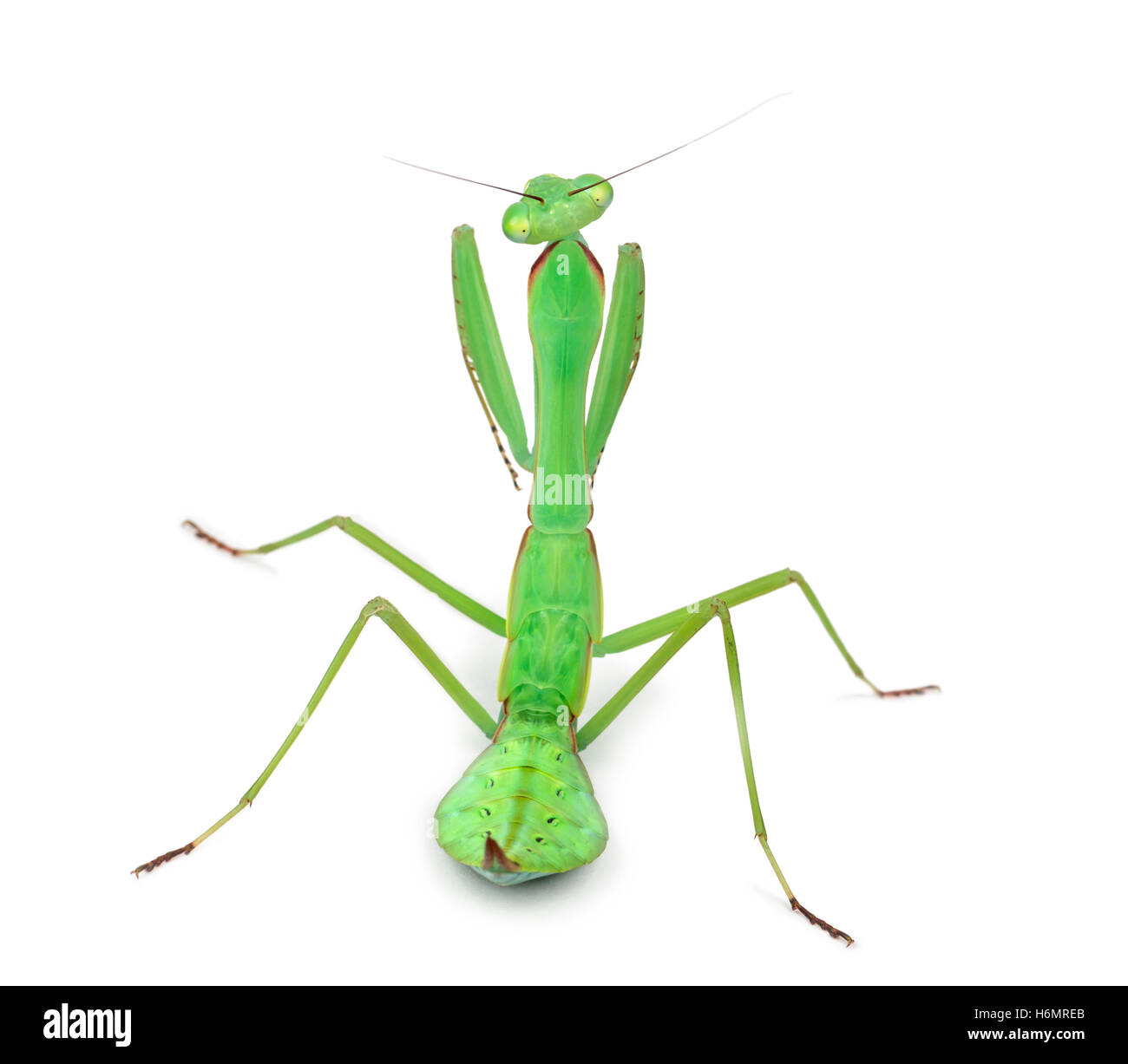 Male praying mantis - Macromantis sp, isolated on white Stock Photo - Alamy