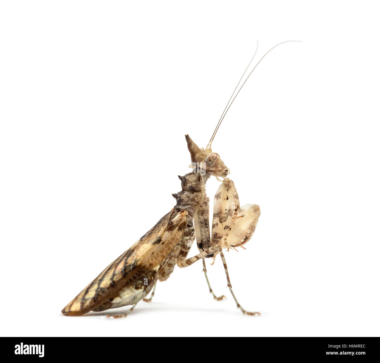 Female praying mantis, Ceratomantis saussurii, isolated on white Stock ...