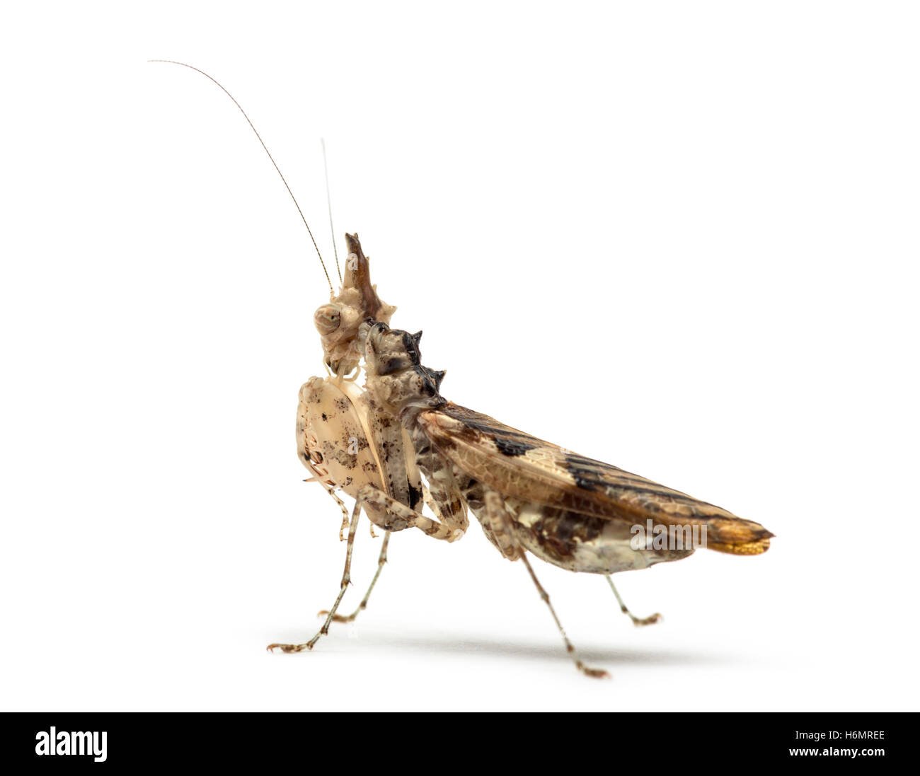 Female praying mantis, Ceratomantis saussurii, isolated on white Stock ...
